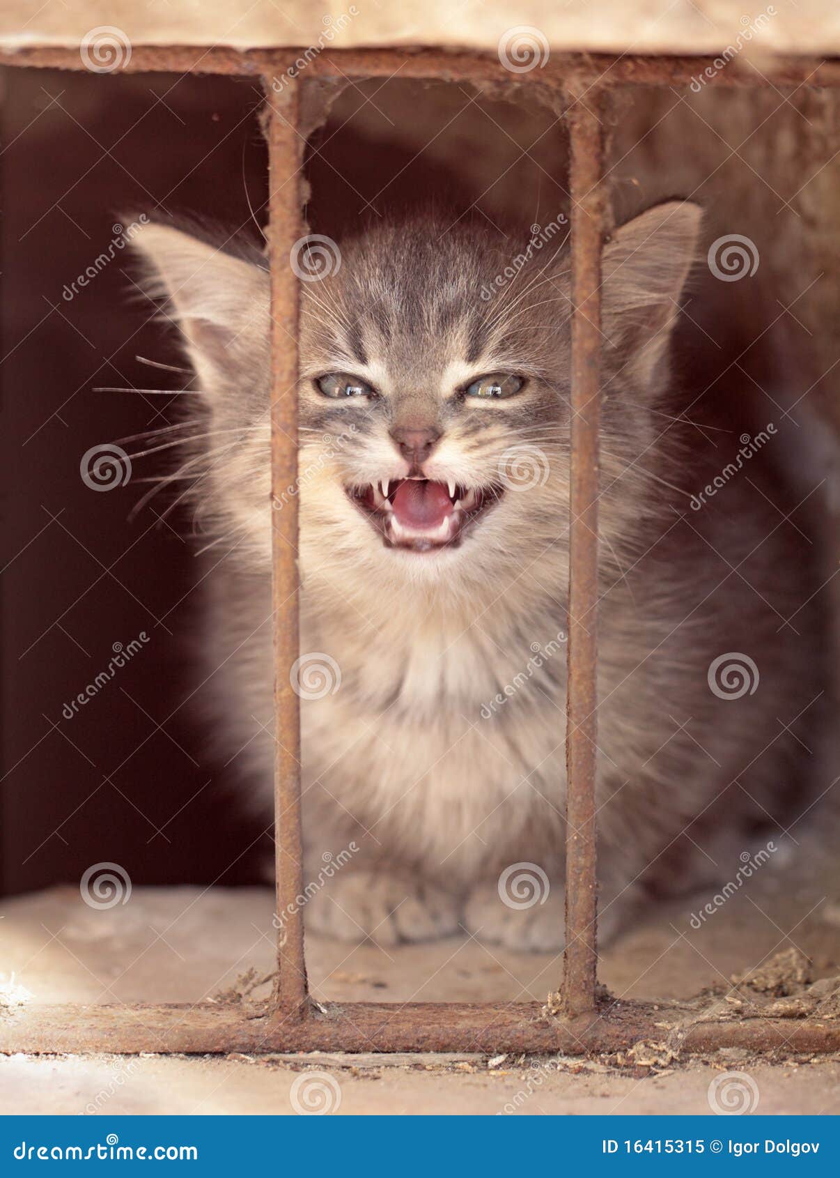 Locked up stock image. Image of kitten, lattice, dungeon - 16415315