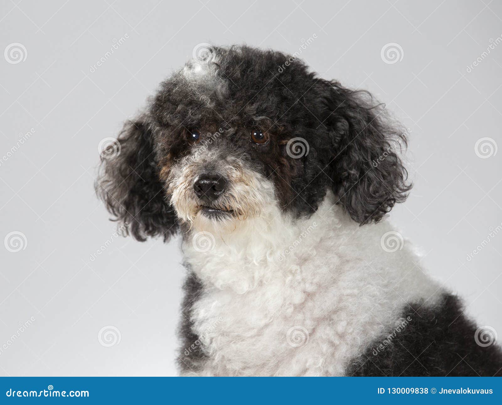 Lockig Haired Hund I En Studio Arkivfoto - Bild av härlig, gulligt ...