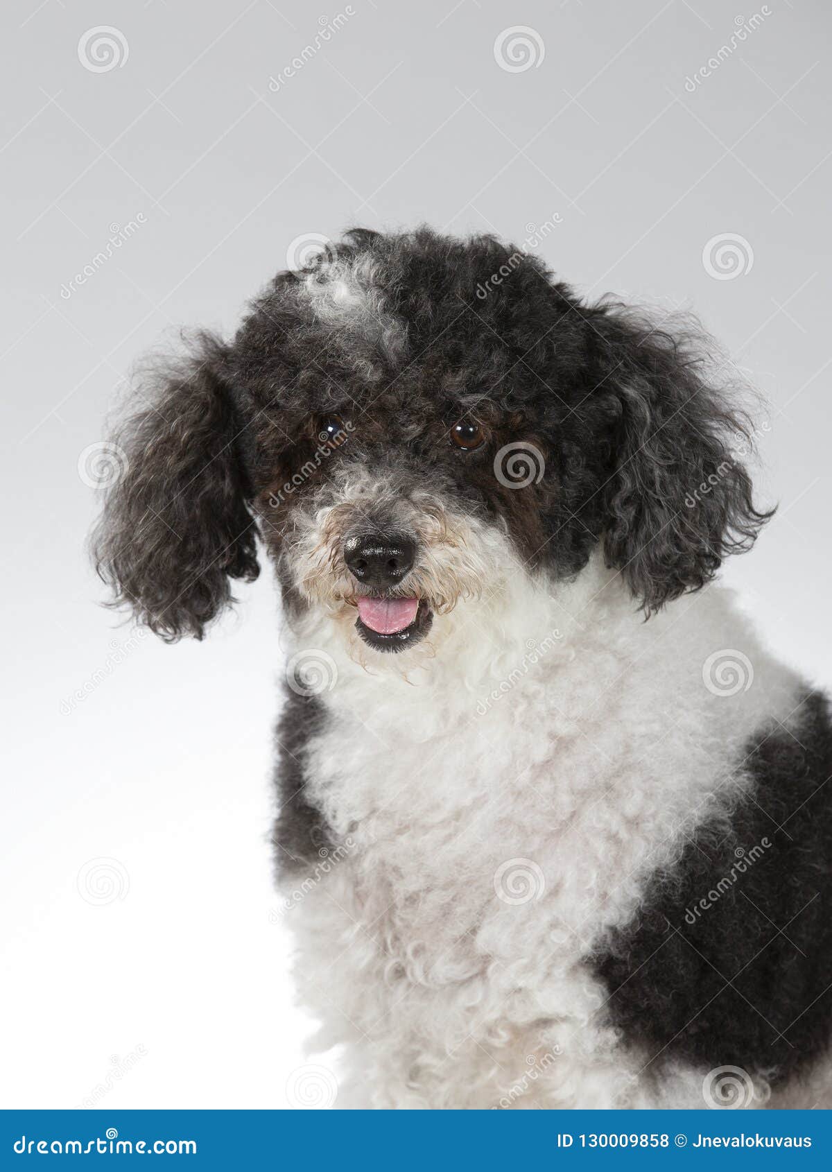 Lockig Haired Hund I En Studio Arkivfoto - Bild av pedicured, bakgrund ...