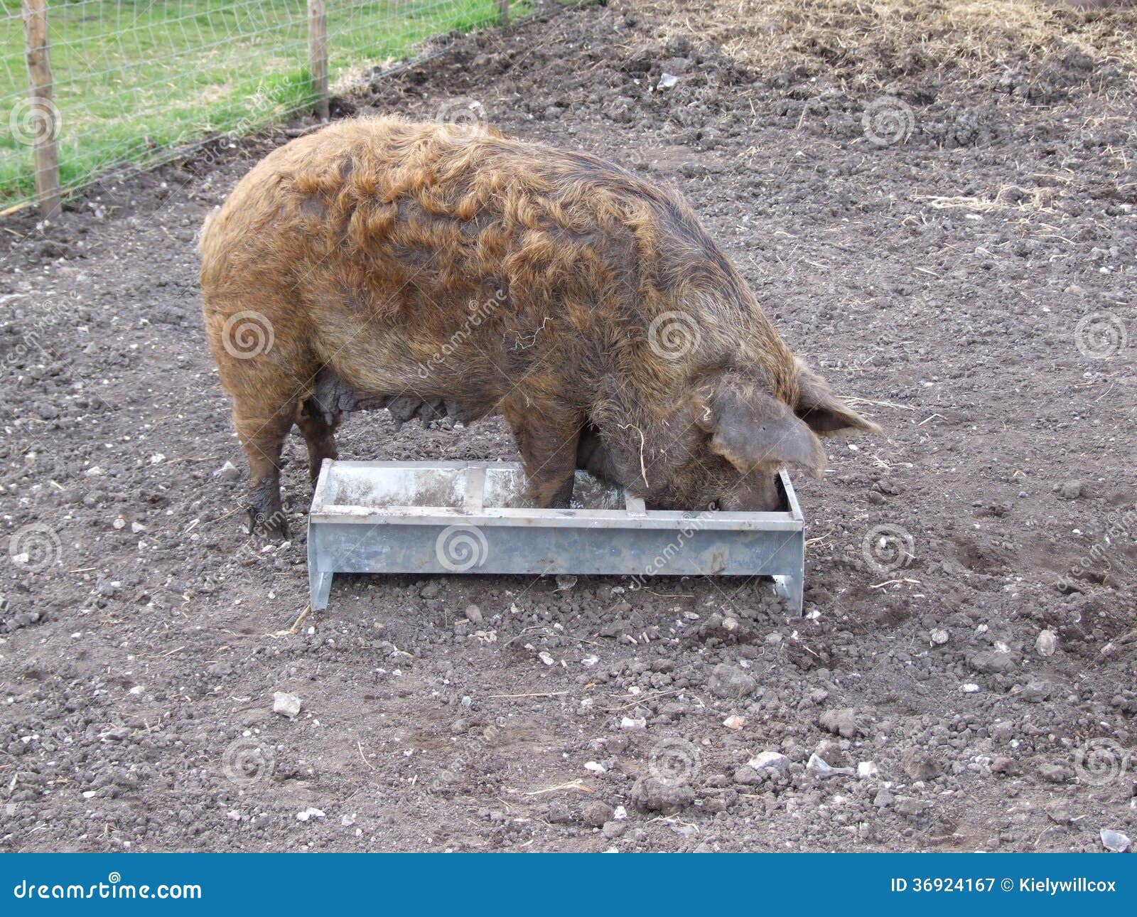 Lockigt svin i ho fotografering för bildbyråer. Bild av överdriva ...