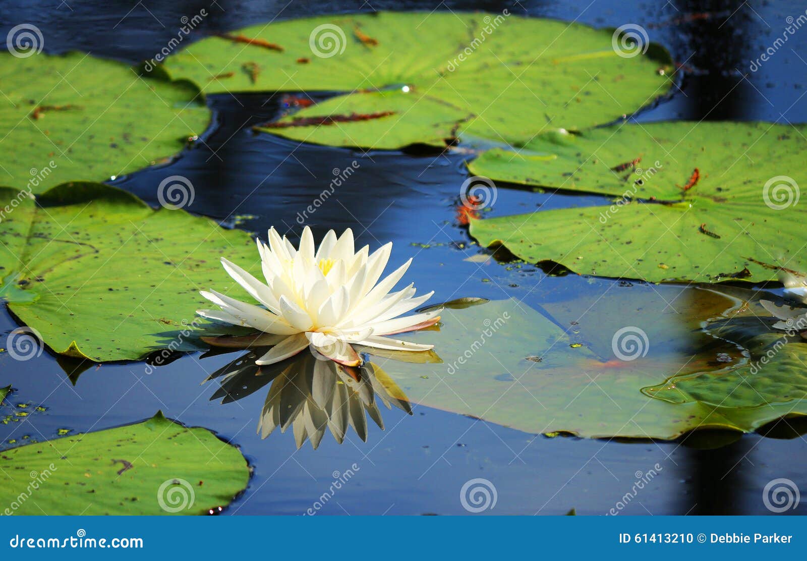 Locus stock photo. Image of south, bloom, lily, locus - 61413210