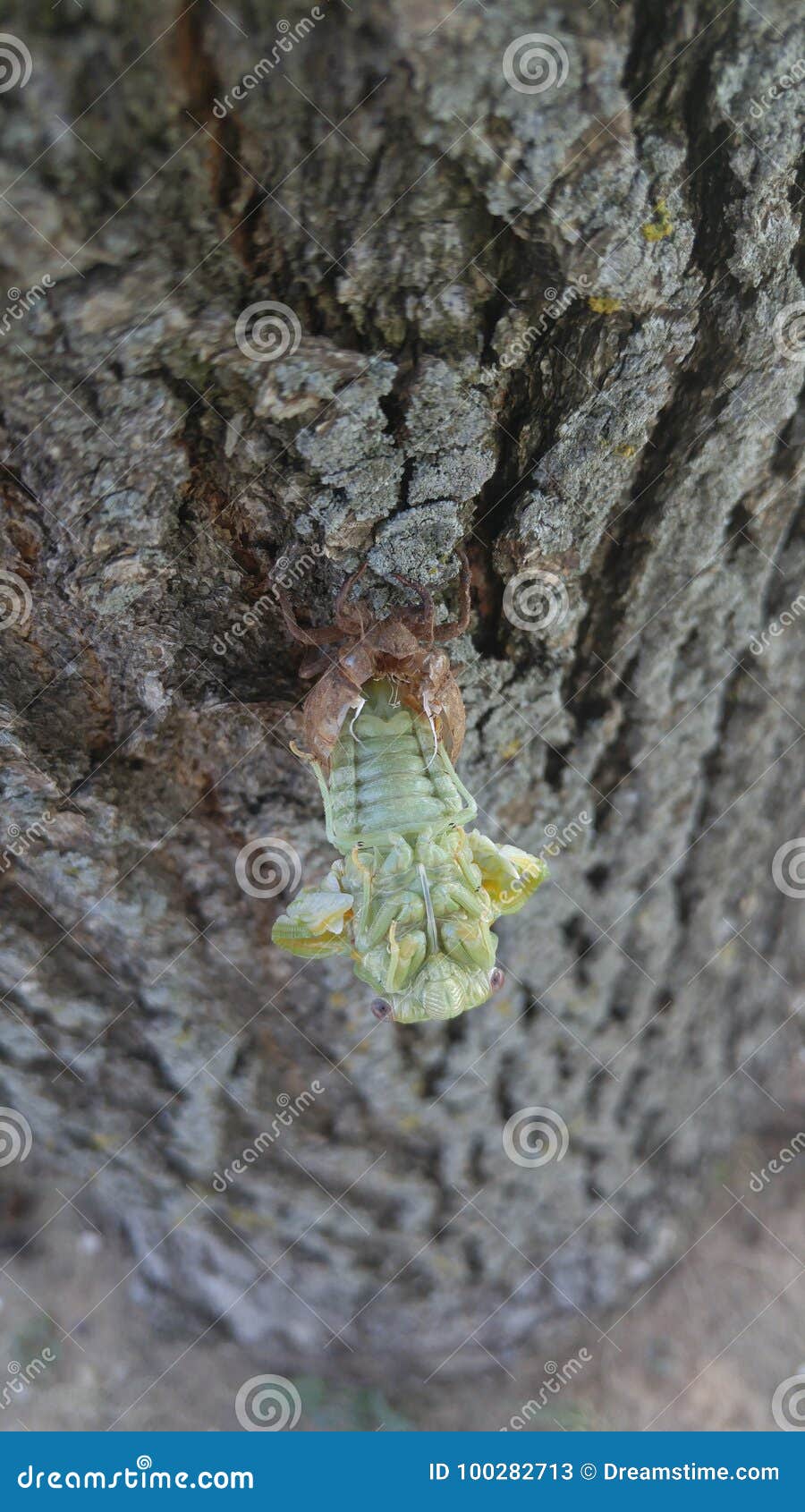 Locus stock image. Image of skin, shedding, molting - 100282713