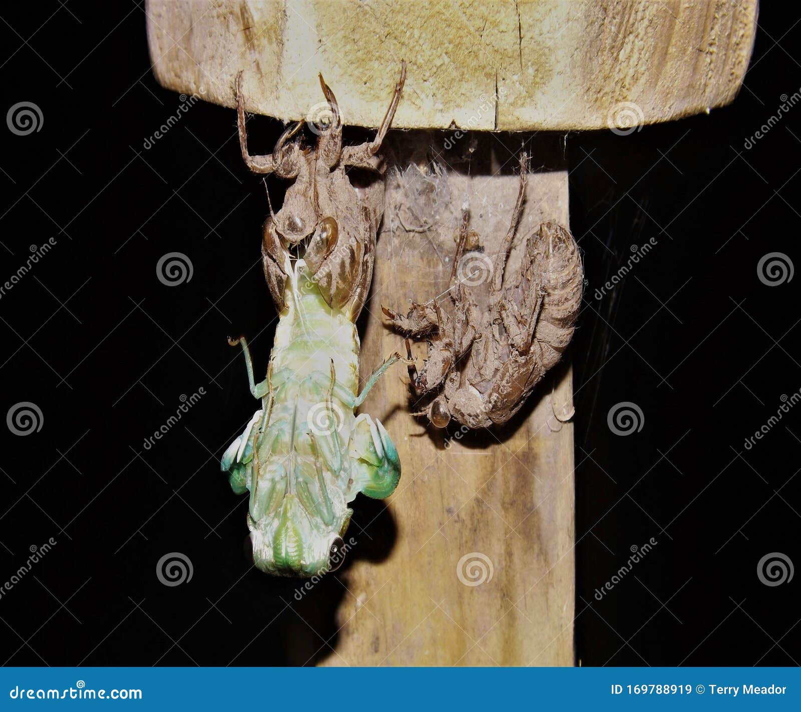 A Locus at Night Coming Out Stock Image - Image of coming, dangerous ...