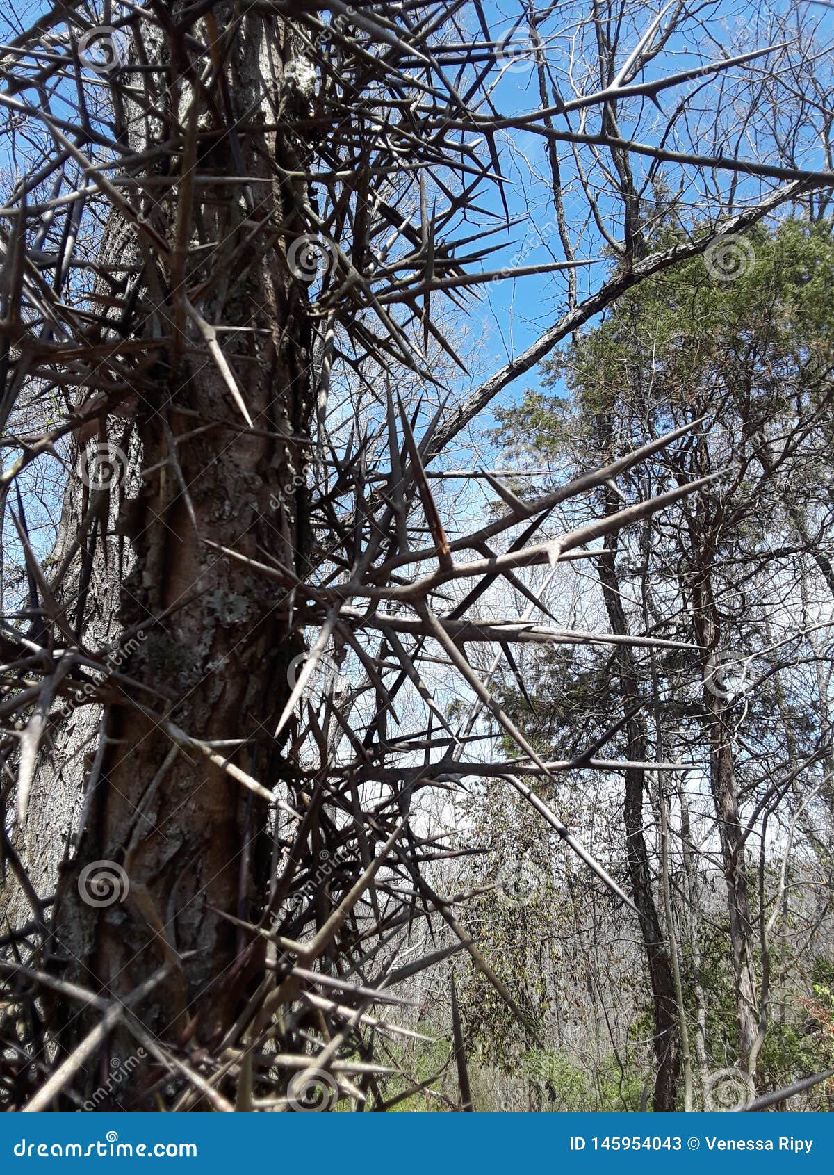 118 Locus Tree Stock Photos - Free & Royalty-Free Stock Photos from ...