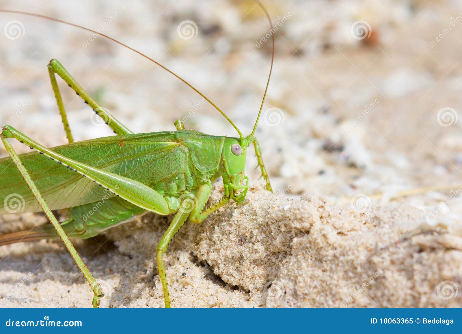 Locust stock image. Image of beach, pest, creepy, insect - 10063365