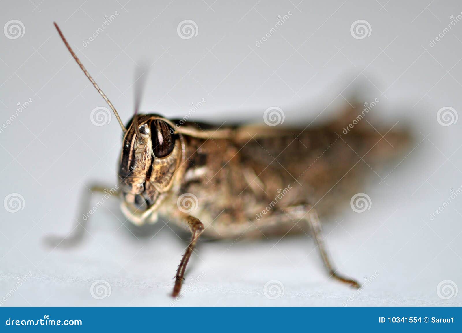 Locust stock photo. Image of insect, locust, large, macro - 10341554