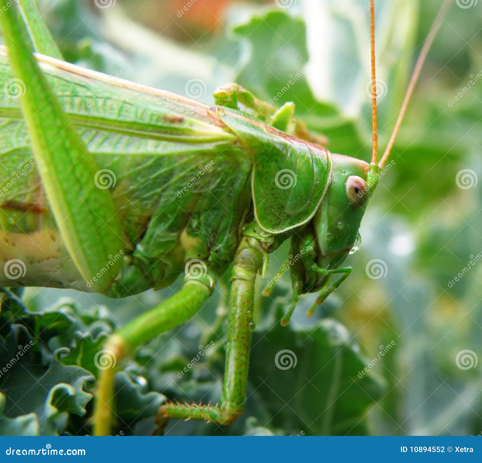 Locust stock photo. Image of color, leaf, feeding, horror - 10894552