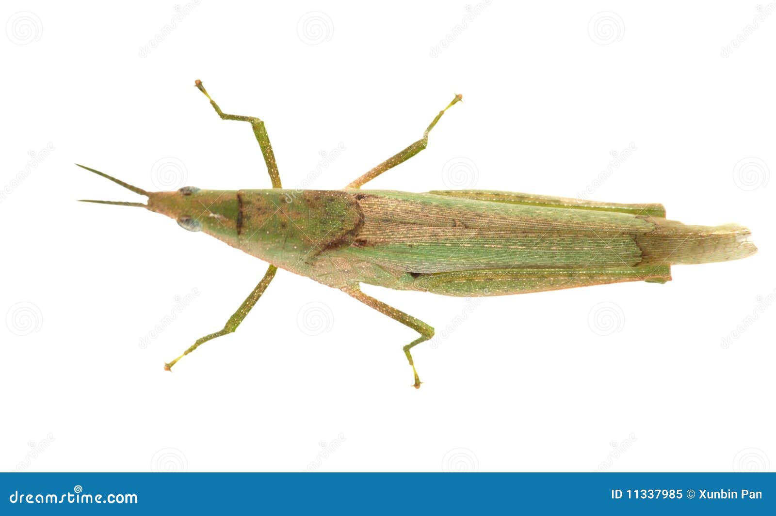 Locust stock image. Image of feelers, isolated, macro - 11337985