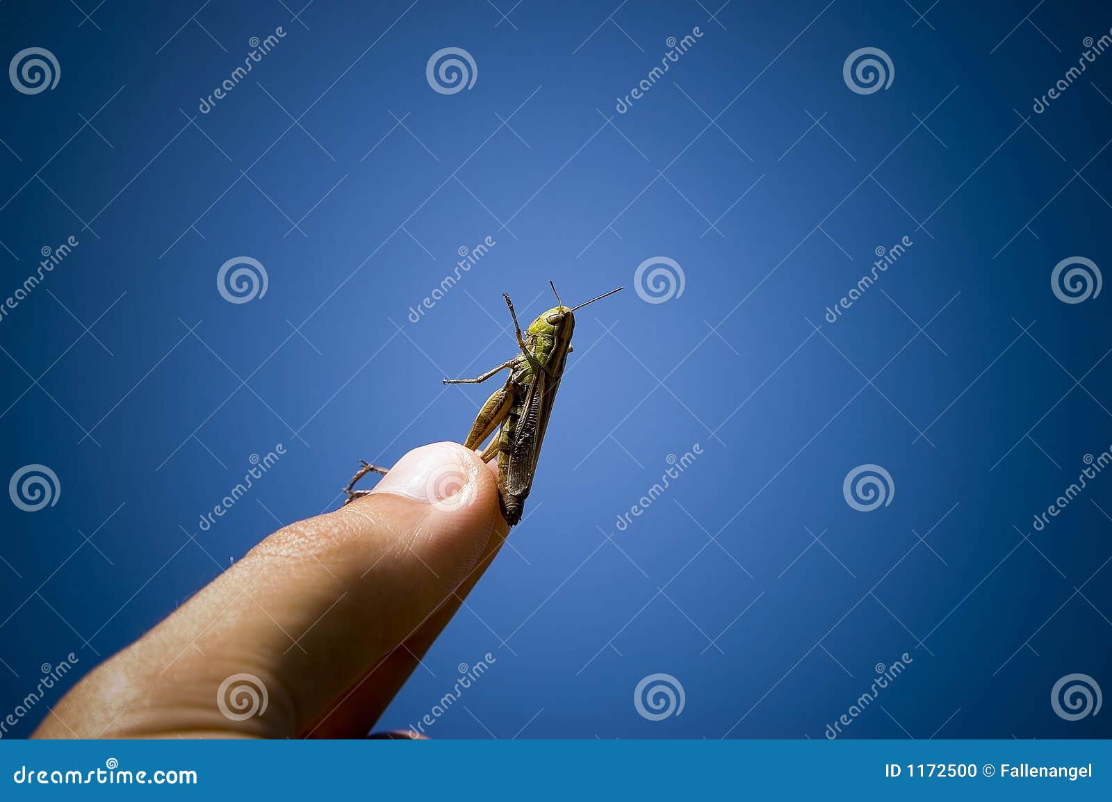 Locust stock photo. Image of color, grasshopper, hand - 1172500