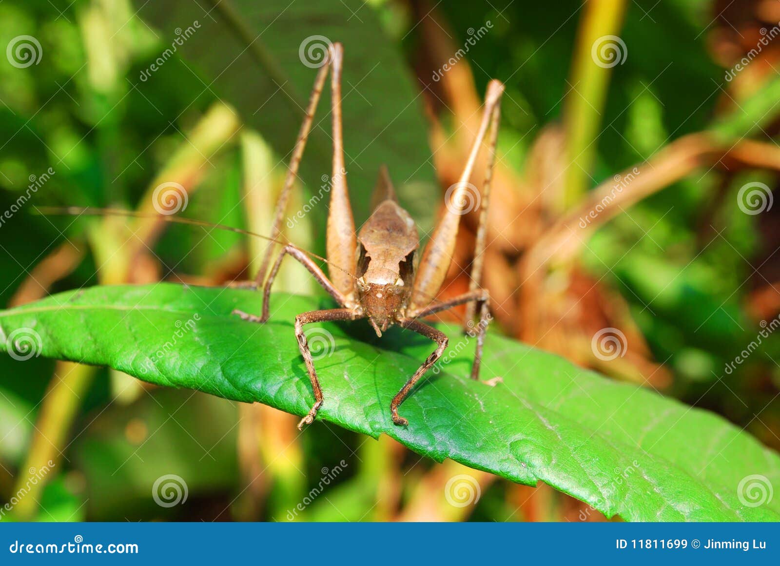 Locust stock image. Image of insects, locust, leaf, hexapod - 11811699