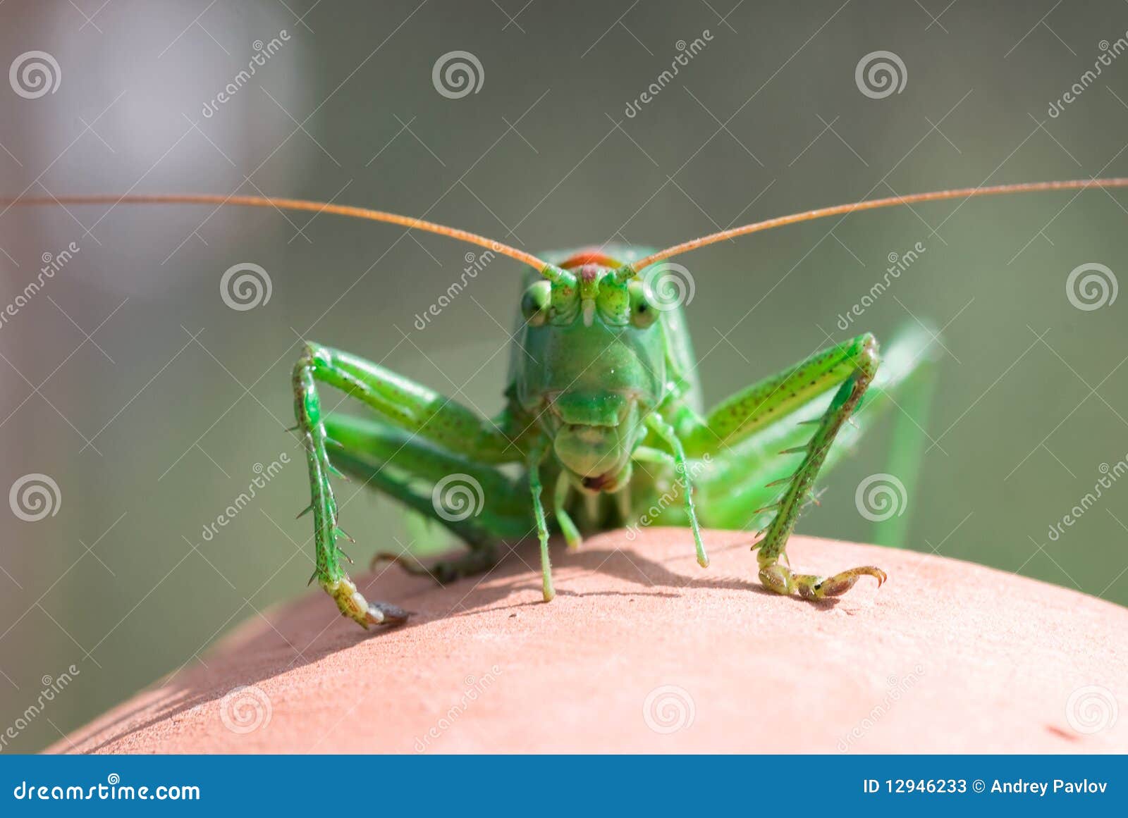 Locust stock image. Image of look, grasshopper, insect - 12946233