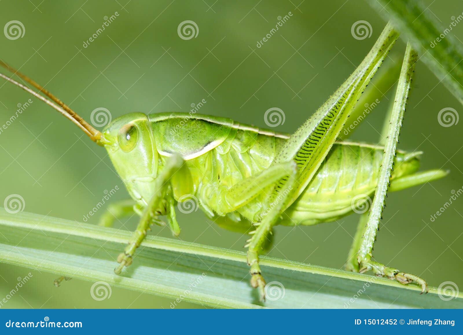 Locust stock photo. Image of wildlife, green, wild, closeup - 15012452