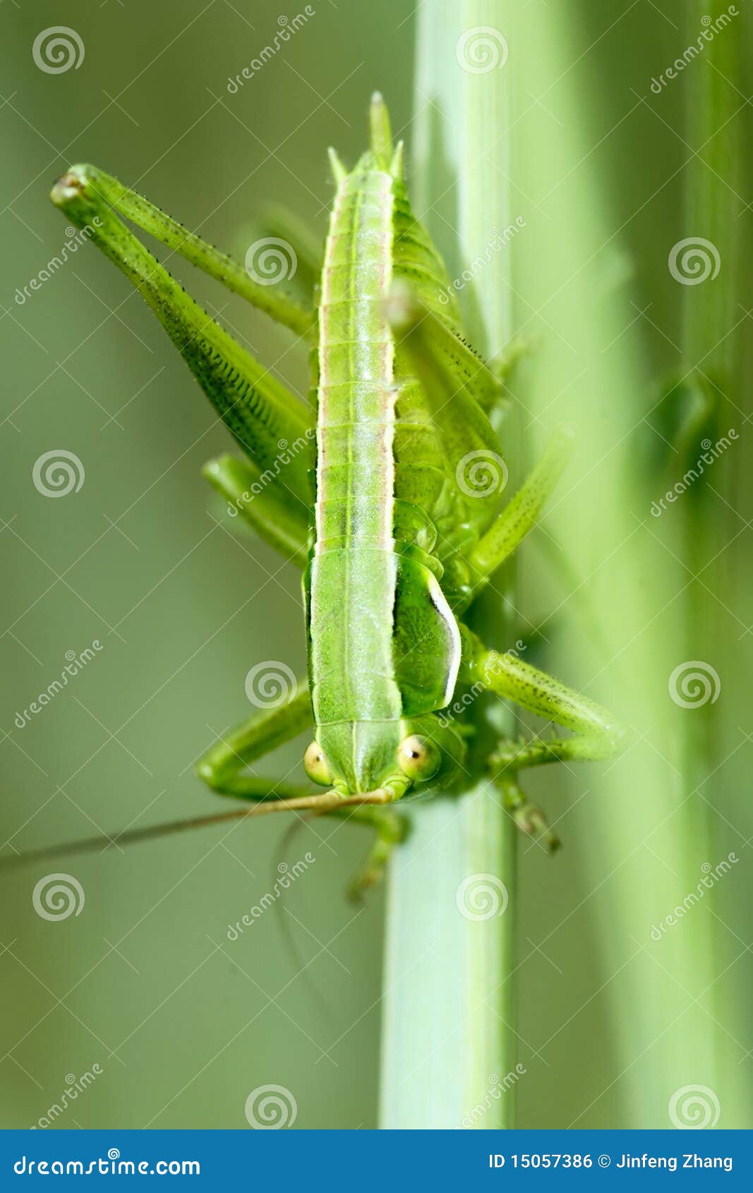 Locust stock photo. Image of wild, nature, head, closeup - 15057386