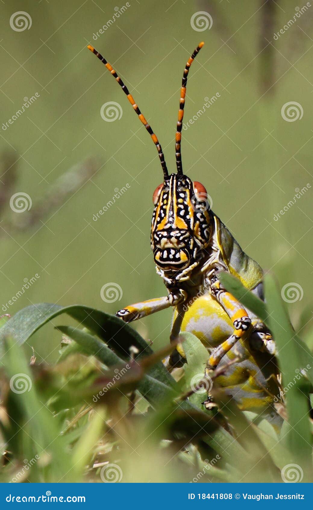 Locust stock photo. Image of gardens, grass, creatures - 18441808