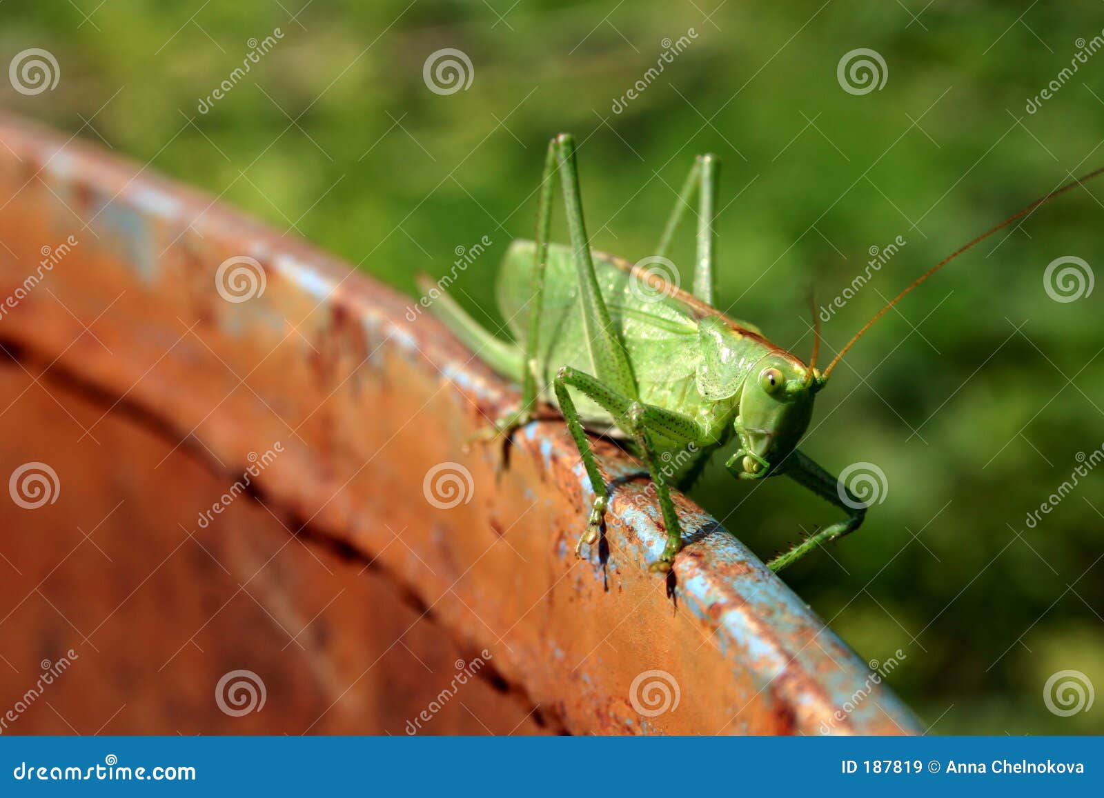 Locust Picture. Image: 187819