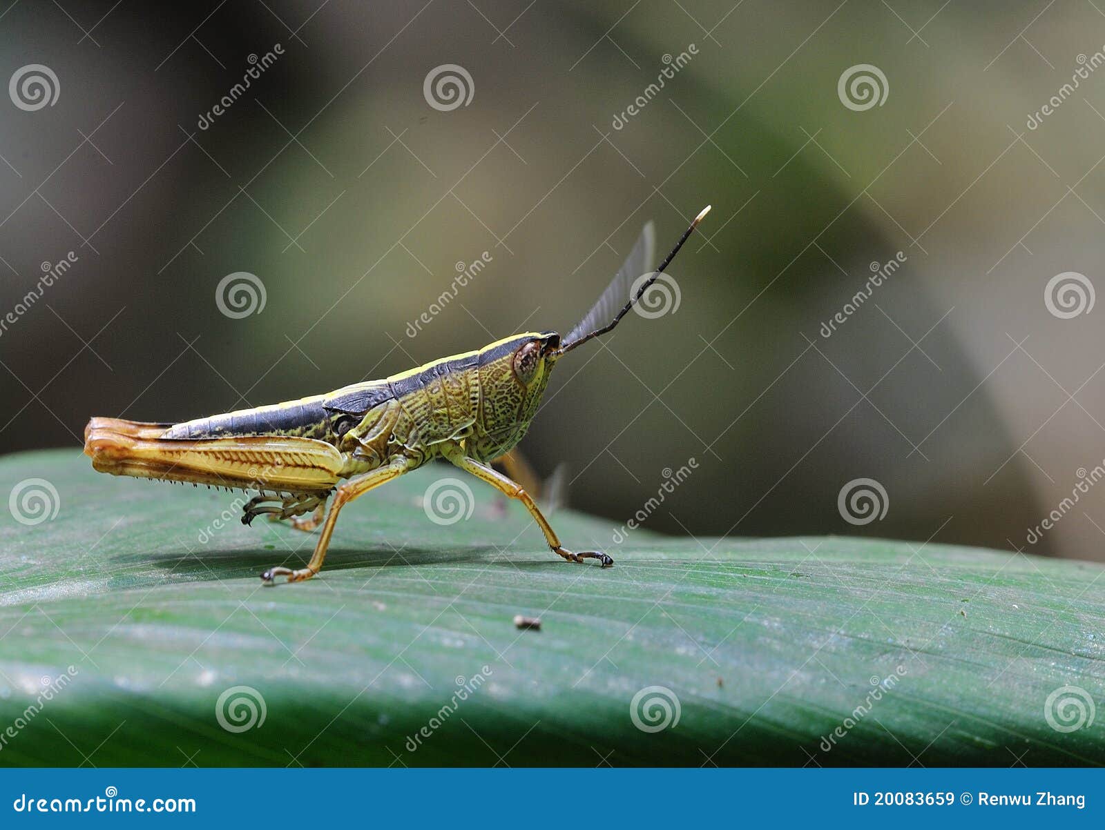 Locust stock image. Image of leaf, bounces, acridiidae - 20083659