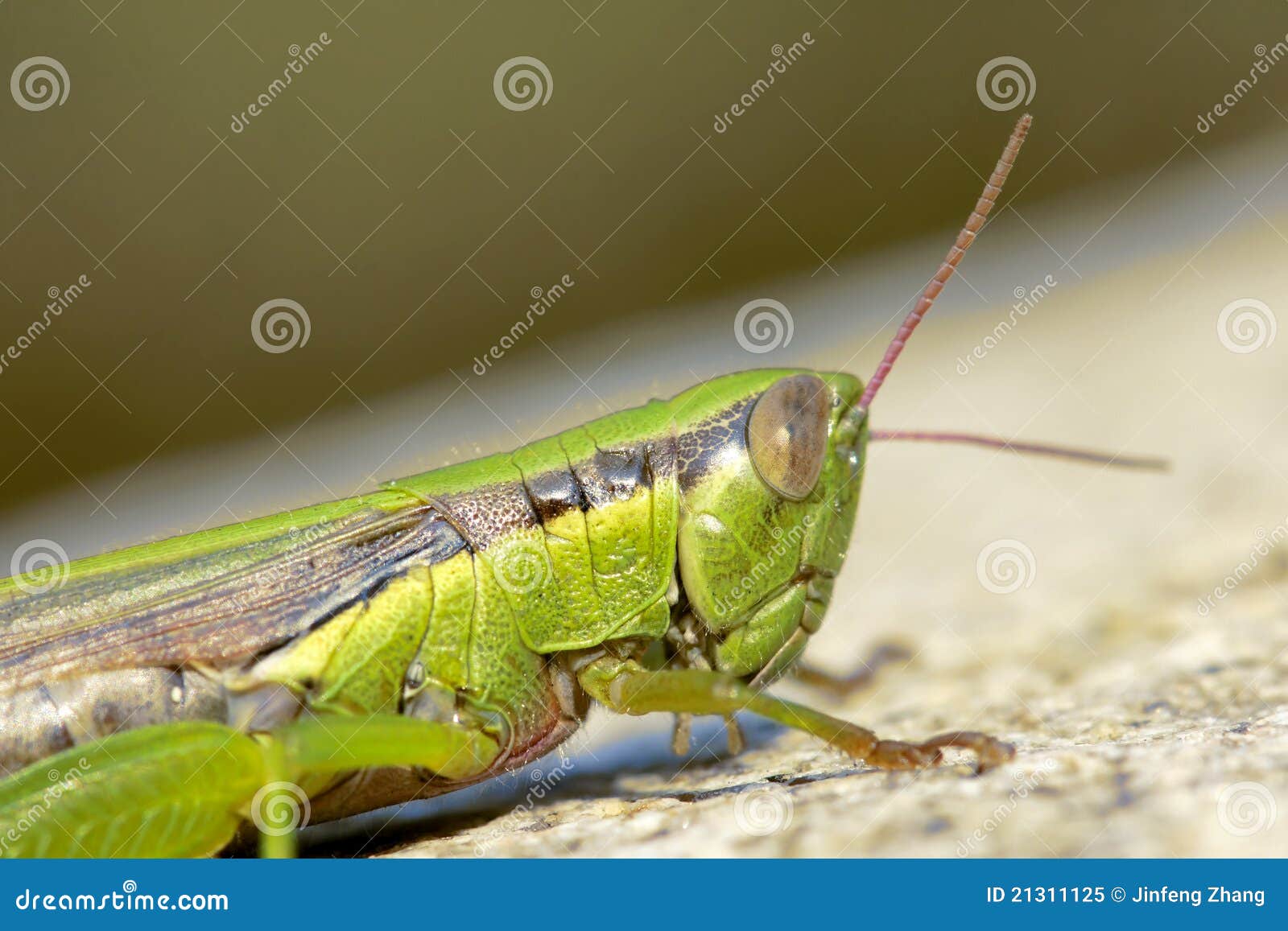 Locust stock image. Image of wildlife, animals, closeup - 21311125