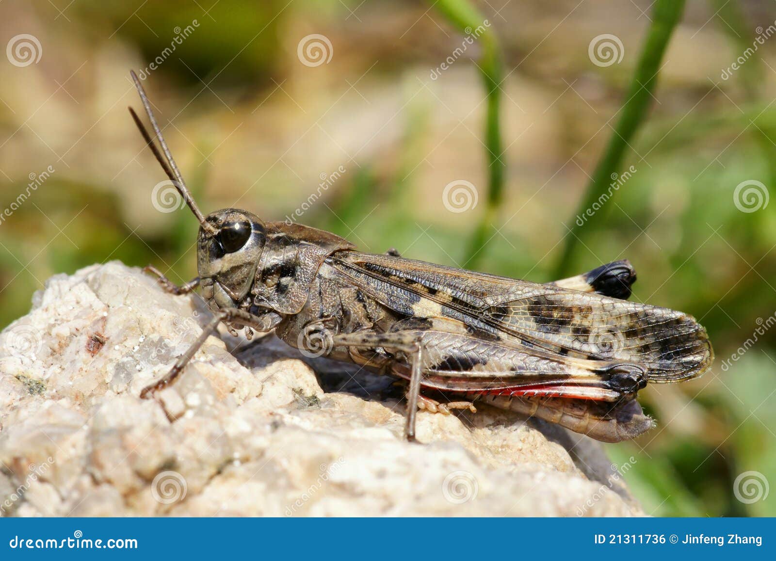 Locust stock photo. Image of wildlife, locusts, grasshoppers - 21311736