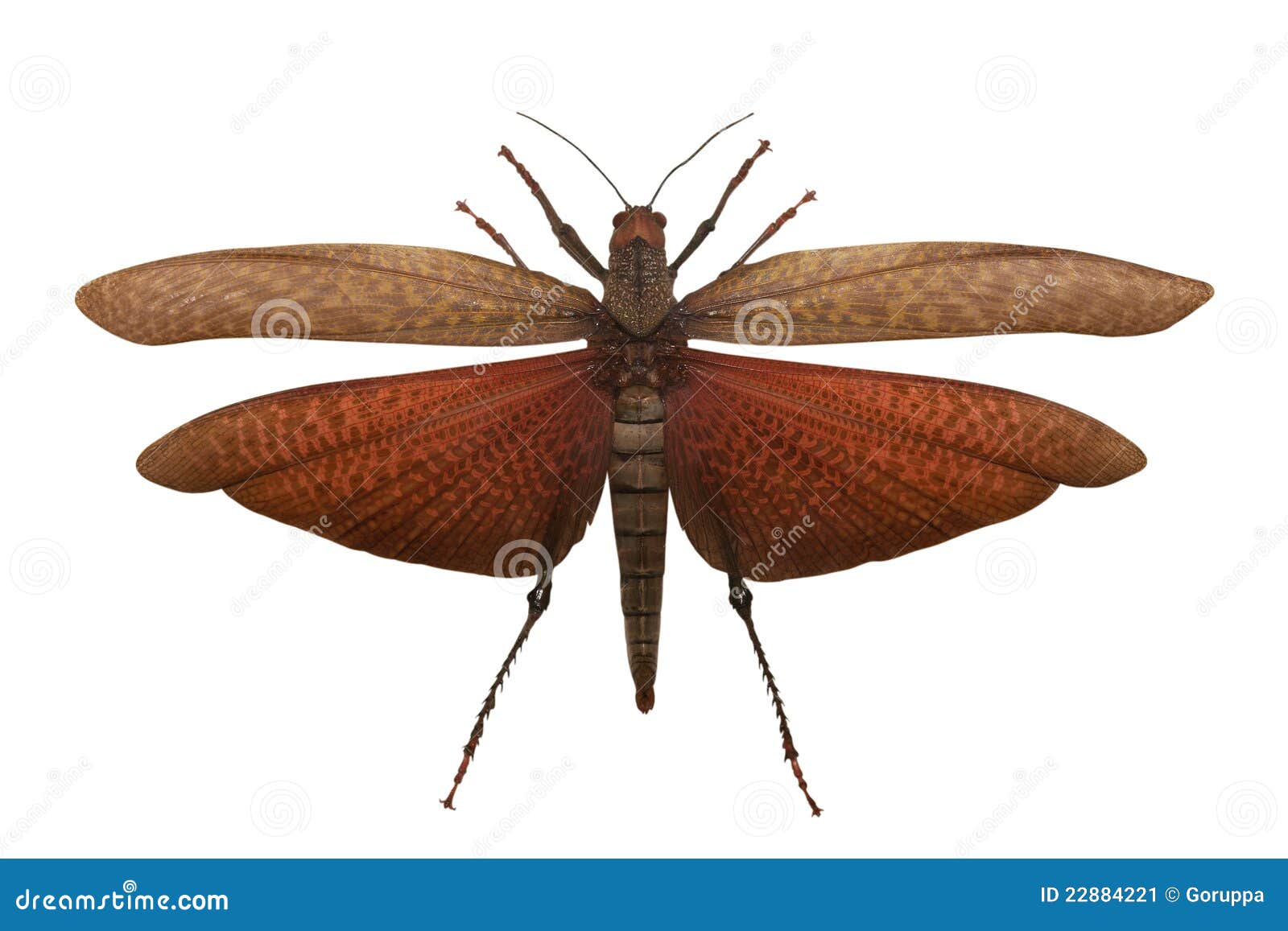 Locust stock image. Image of flying, pest, glide, isolated - 22884221