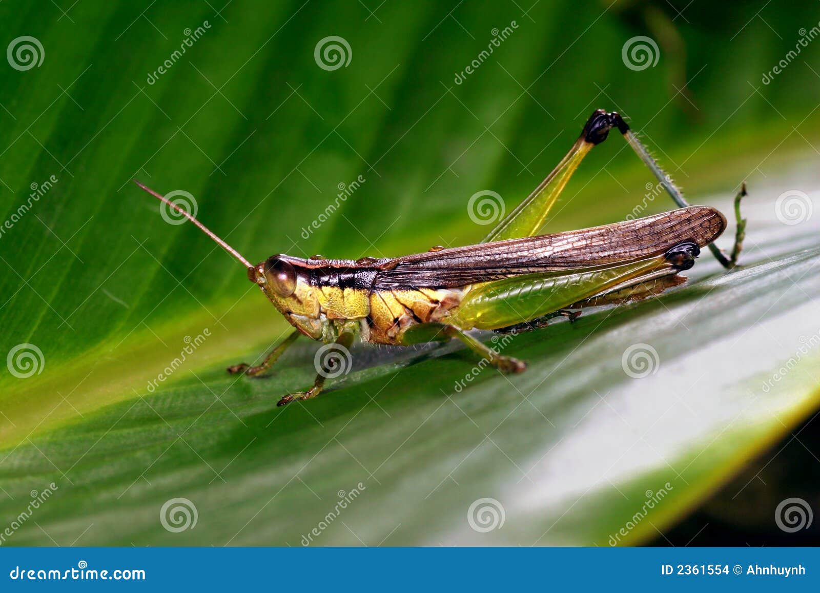Locust stock photo. Image of animal, legs, shiny, hopper - 2361554
