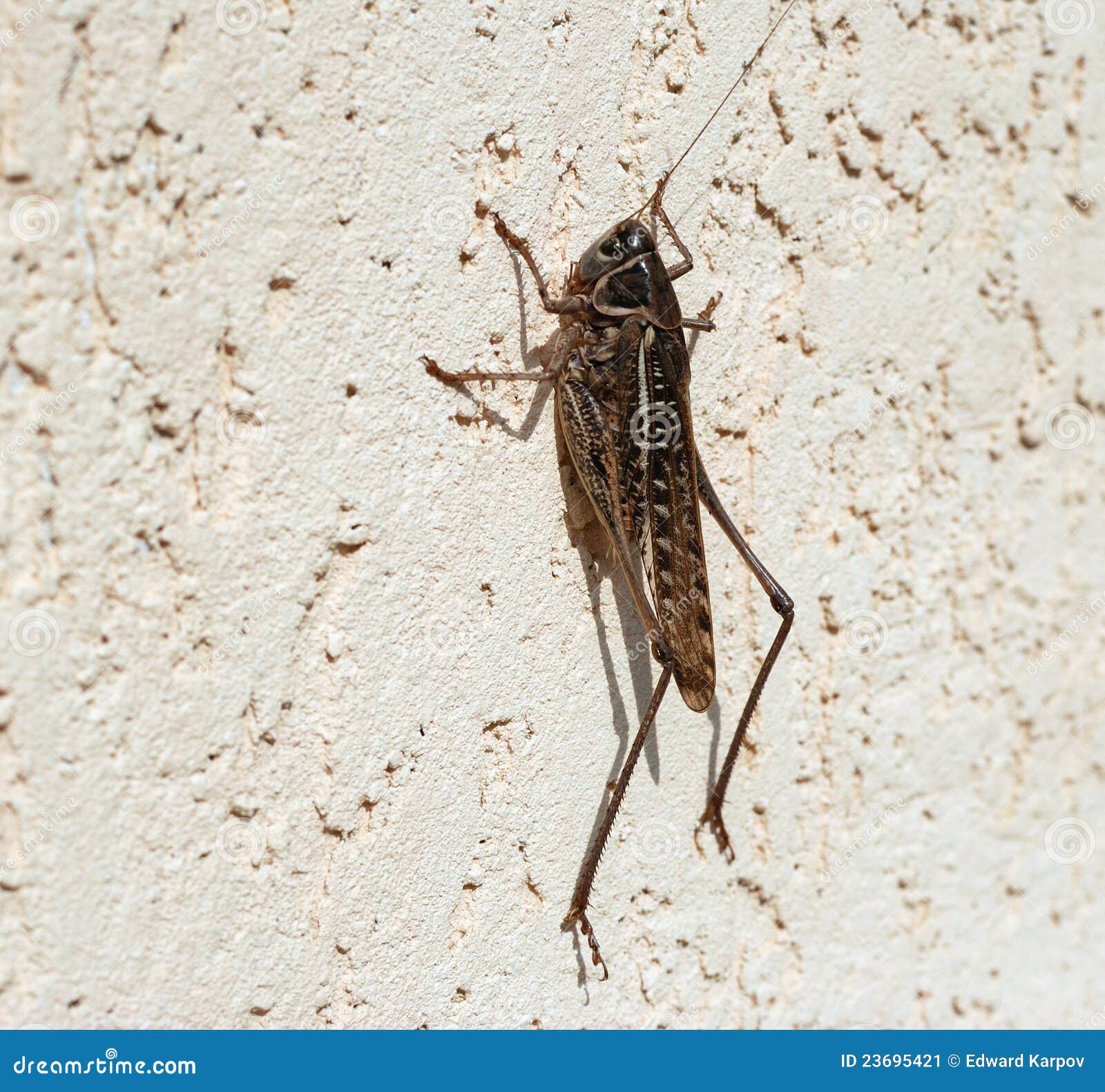 Locust stock image. Image of wild, summer, insect, exotic - 23695421