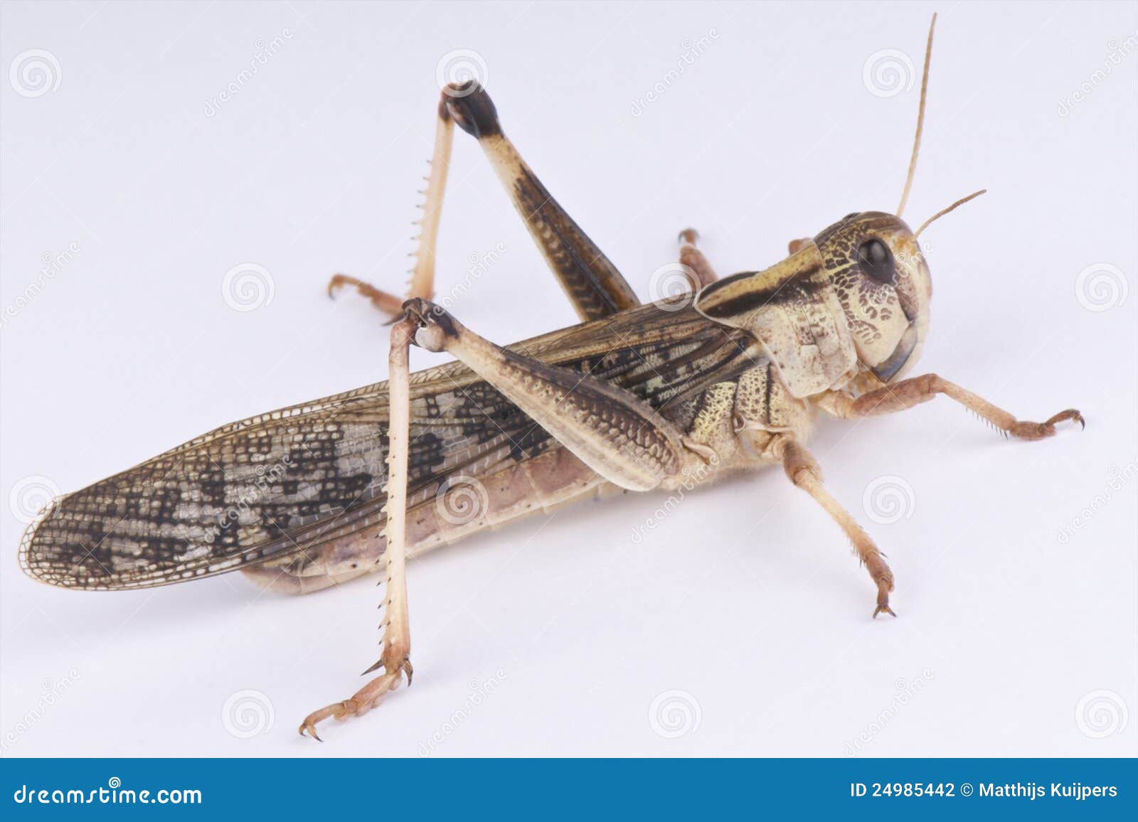 Locust stock photo. Image of swarming, food, migratory - 24985442