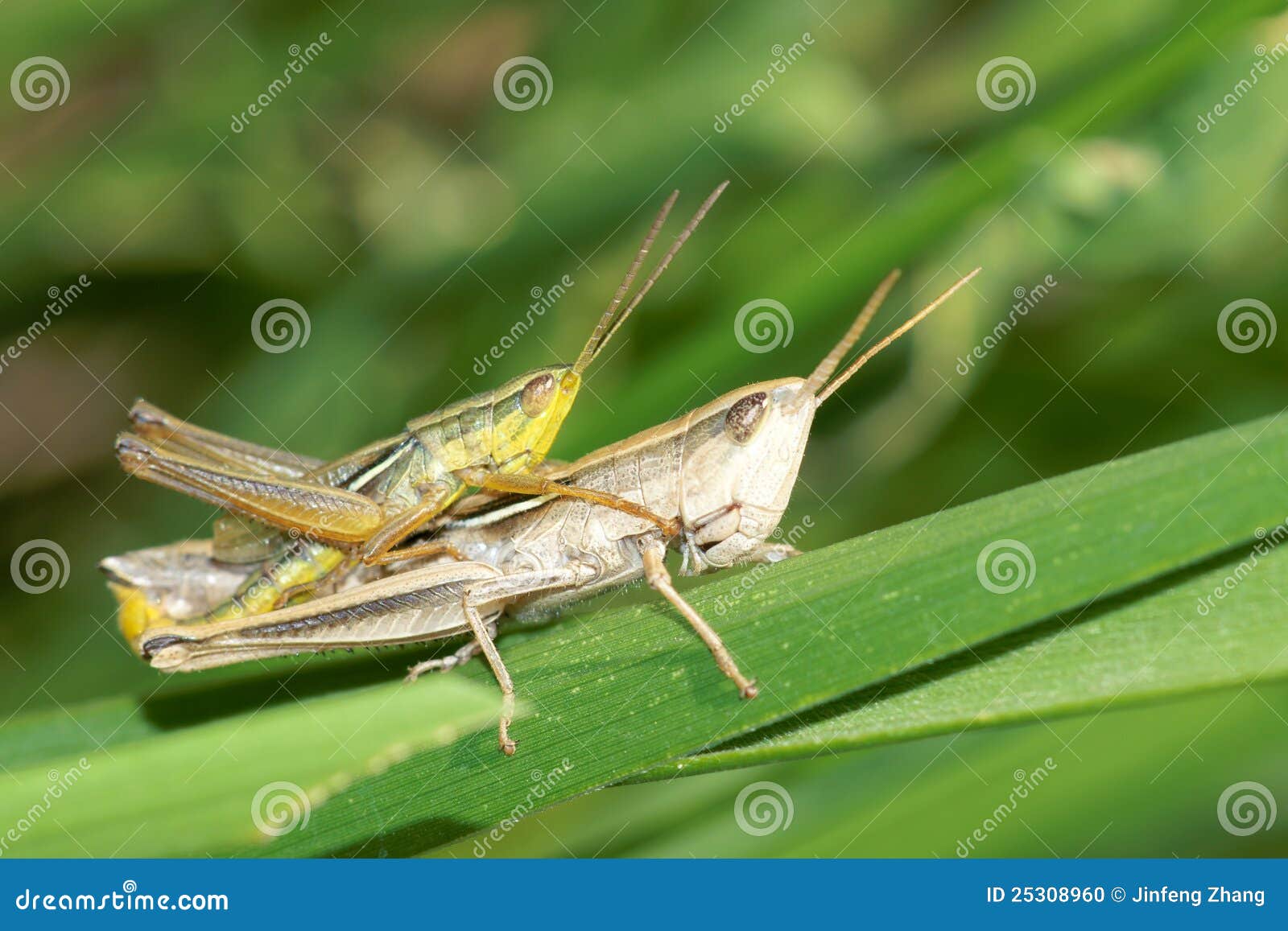 Locust stock photo. Image of close, amphimixis, tread - 25308960