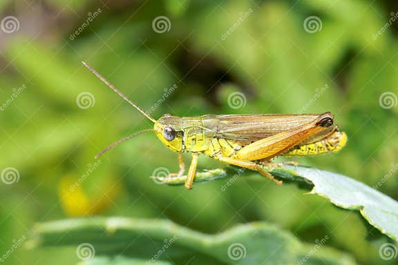 Locust stock image. Image of nature, insect, grasshopper - 25309775