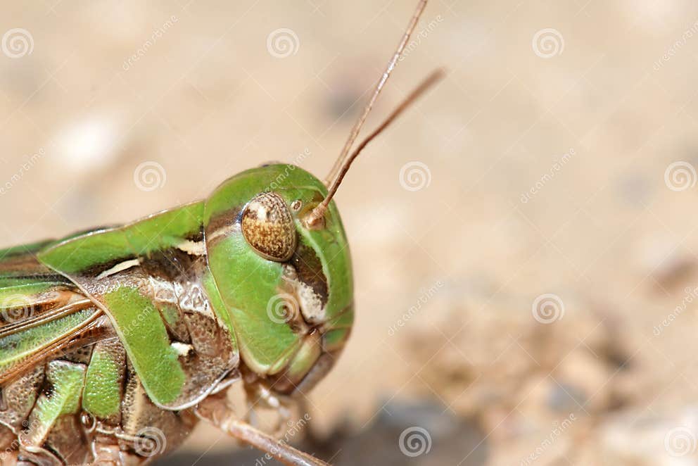 Locust stock photo. Image of insect, bugs, head, wild - 25546502