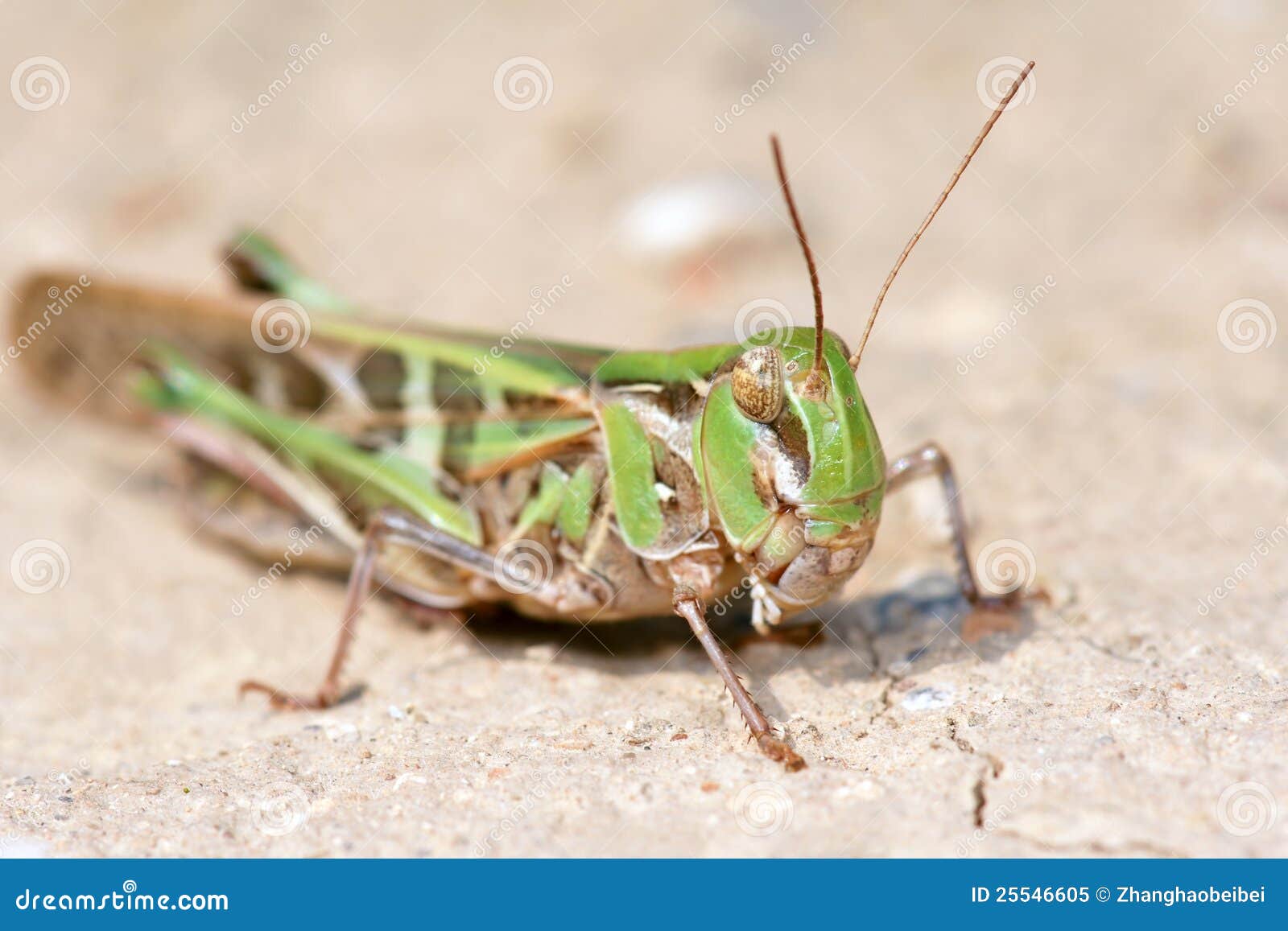 Locust stock image. Image of grasshopper, bugs, nature - 25546605