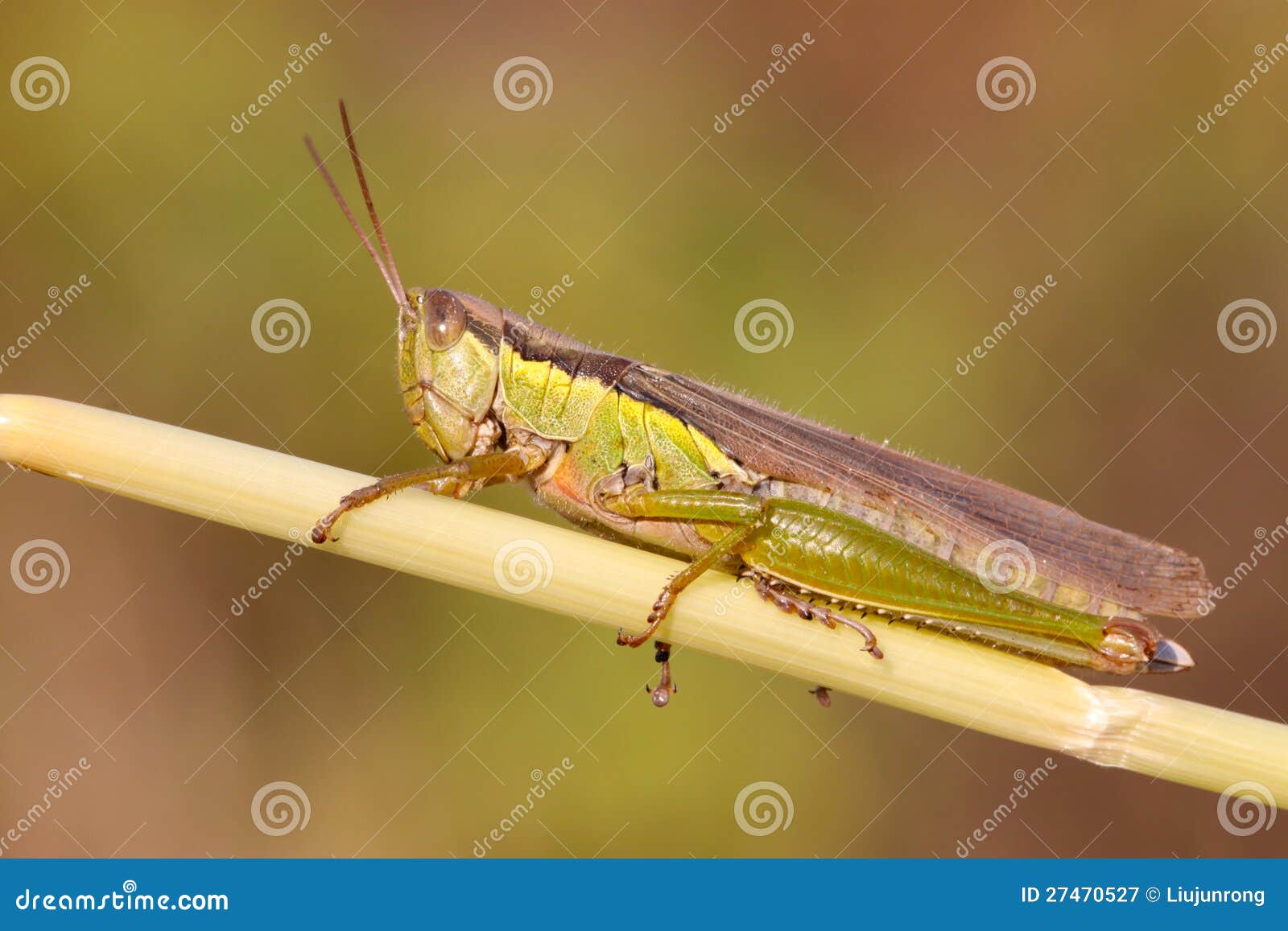 Locust stock image. Image of features, beautiful, background - 27470527