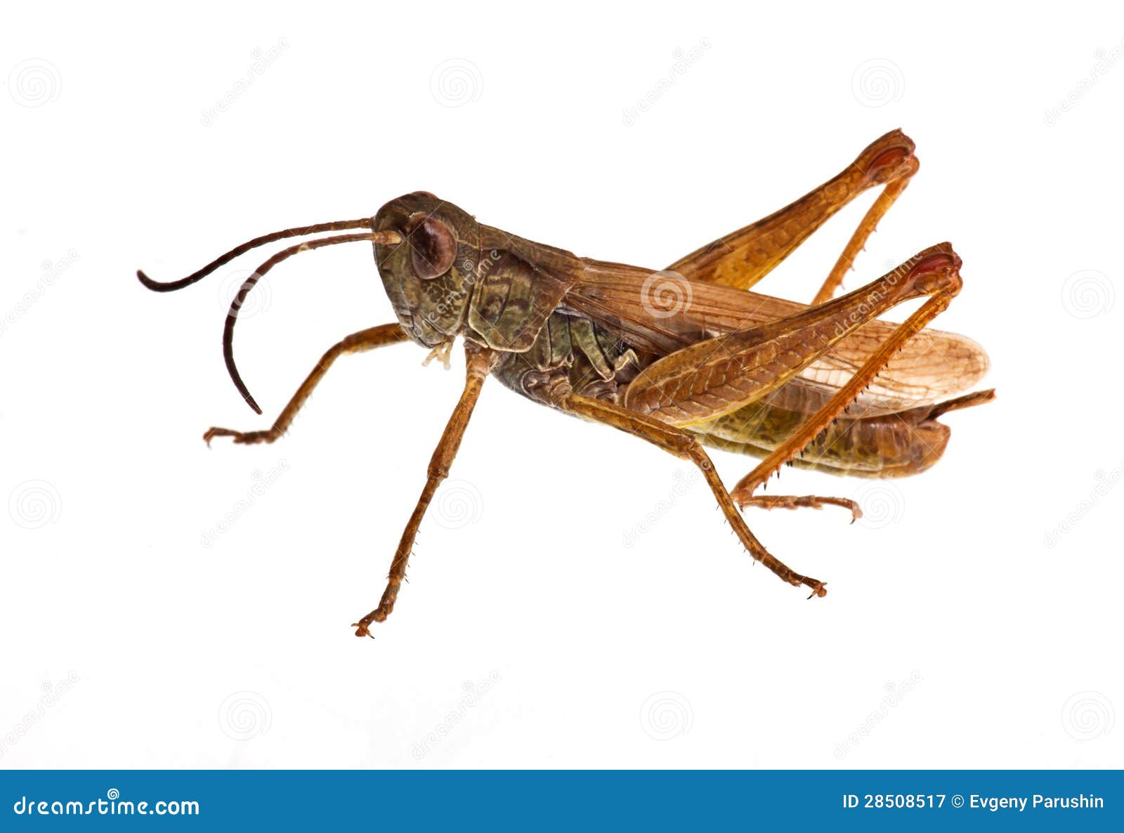 Locust stock image. Image of grasshopper, small, object - 28508517