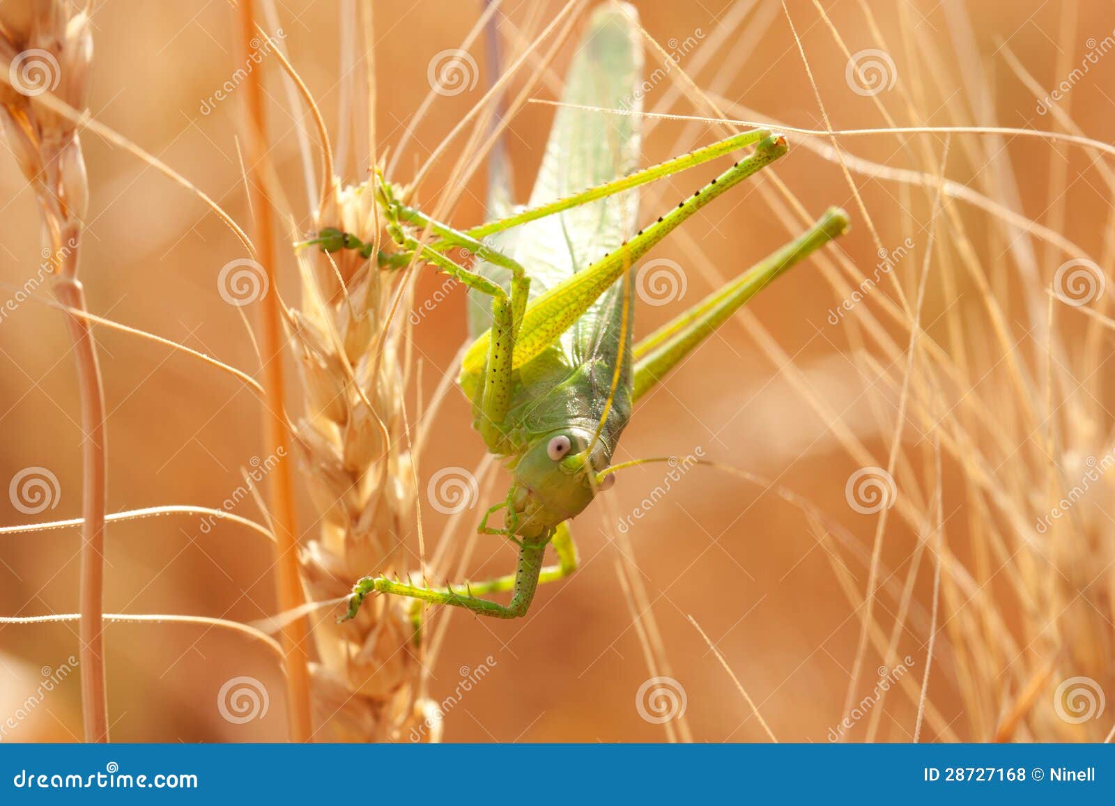 Locust stock photo. Image of bread, countryside, growth - 28727168