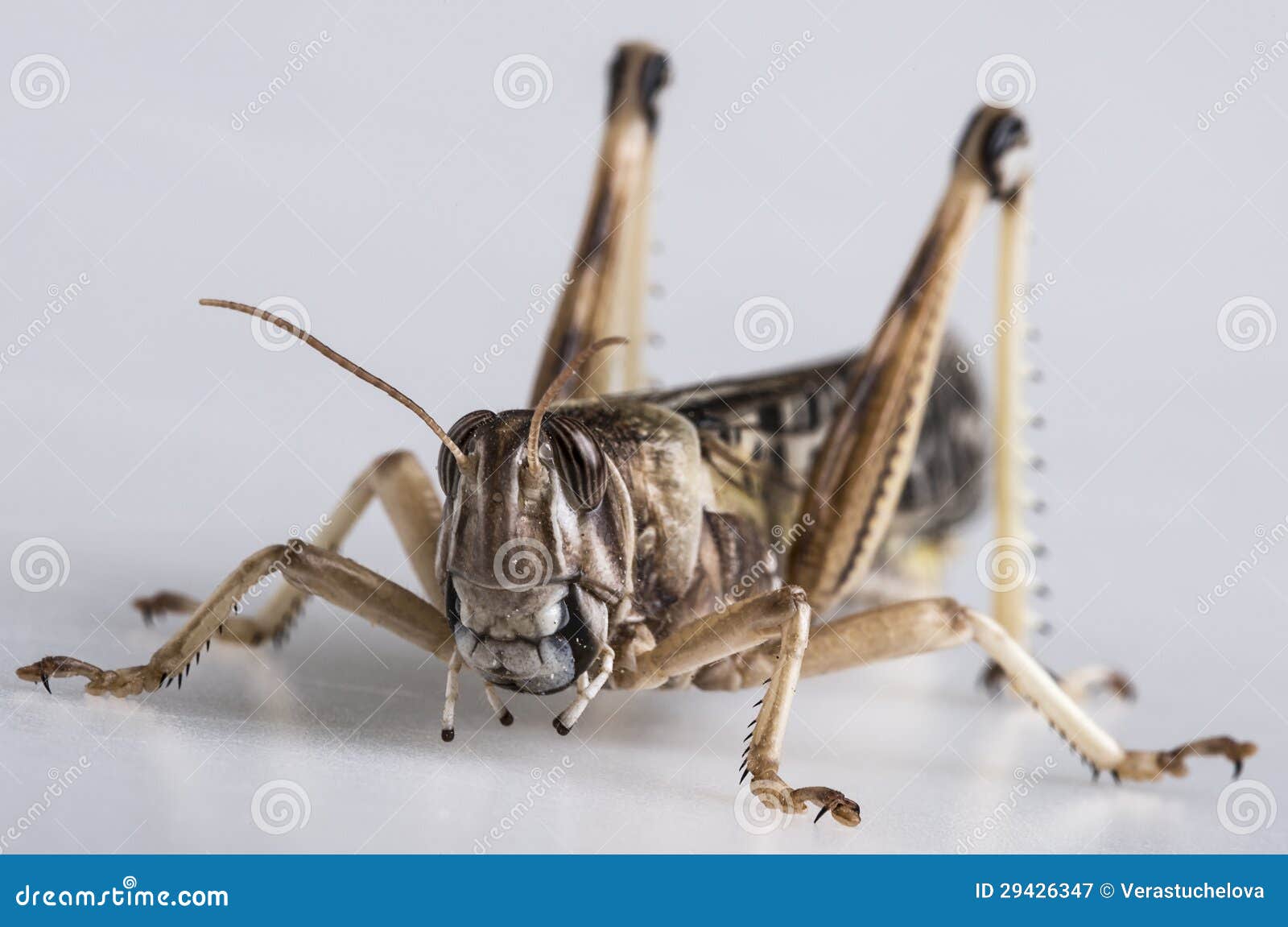 Locust stock image. Image of macro, brown, orthoptera - 29426347