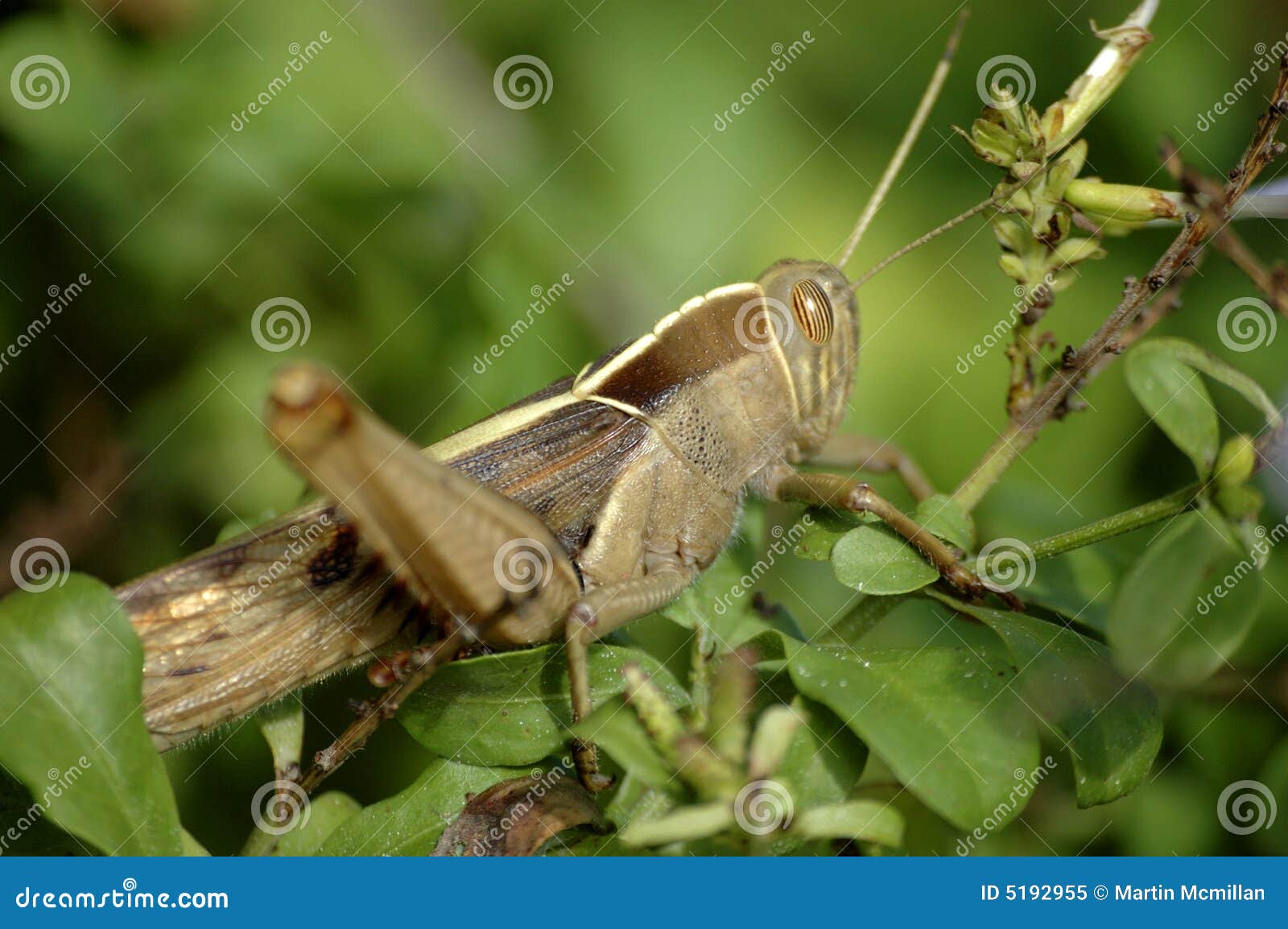 Locust stock image. Image of jump, grass, insect, grasshopper - 5192955