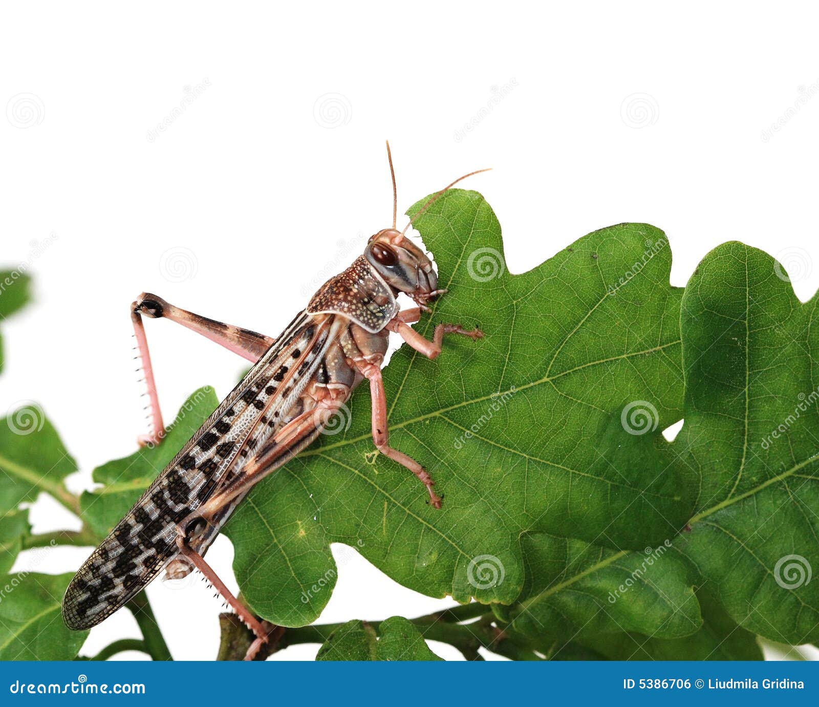 Locust stock photo. Image of summer, natural, garden, background - 5386706