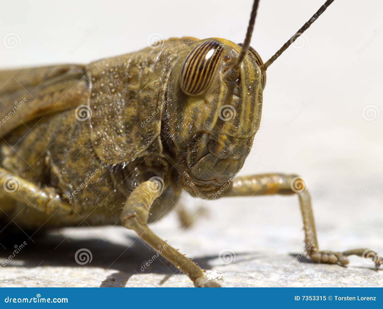 Locust stock image. Image of insect, carapace, feeler - 7353315
