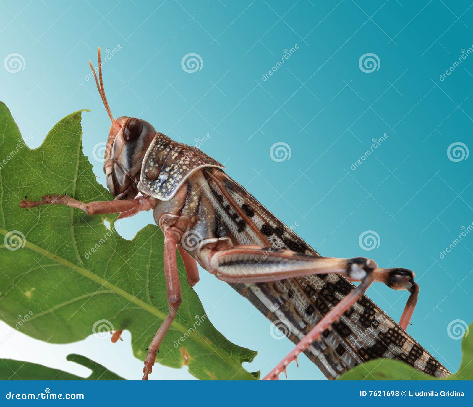 Locust stock photo. Image of animal, natural, sitting - 7621698