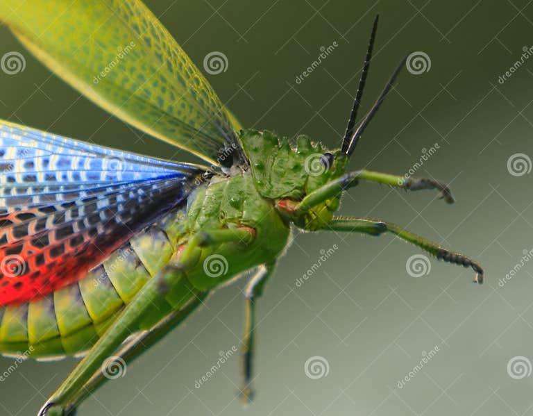 Locust stock image. Image of green, close, wings, closeup - 820915