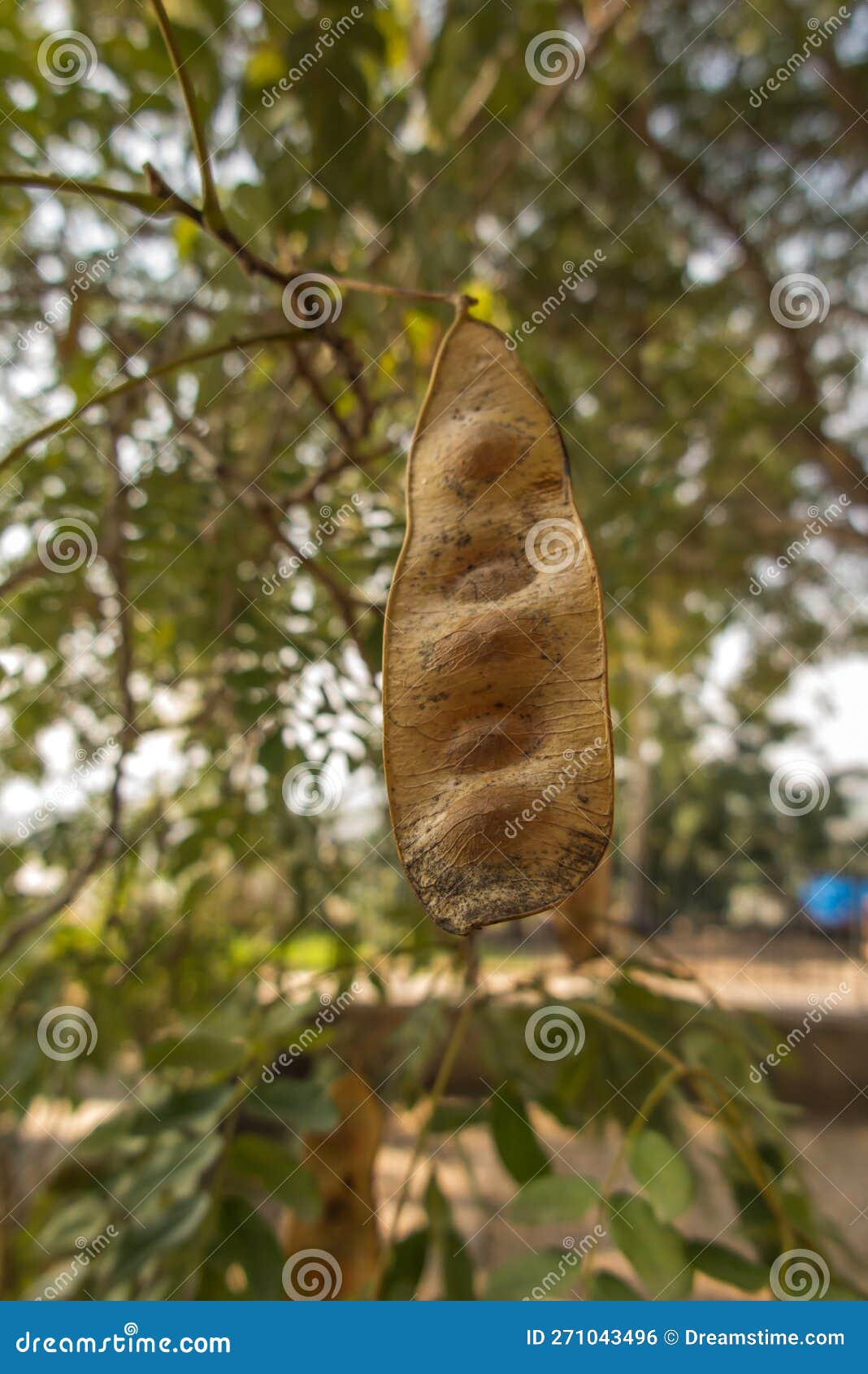 Locust Bean with Seeds Hanging on the Branch Stock Photo - Image of ...