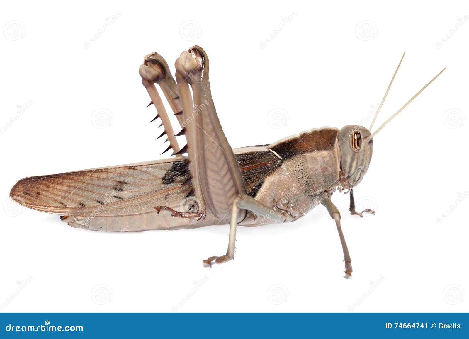 Locust stock image. Image of locusts, grasshopper, capital - 74664741