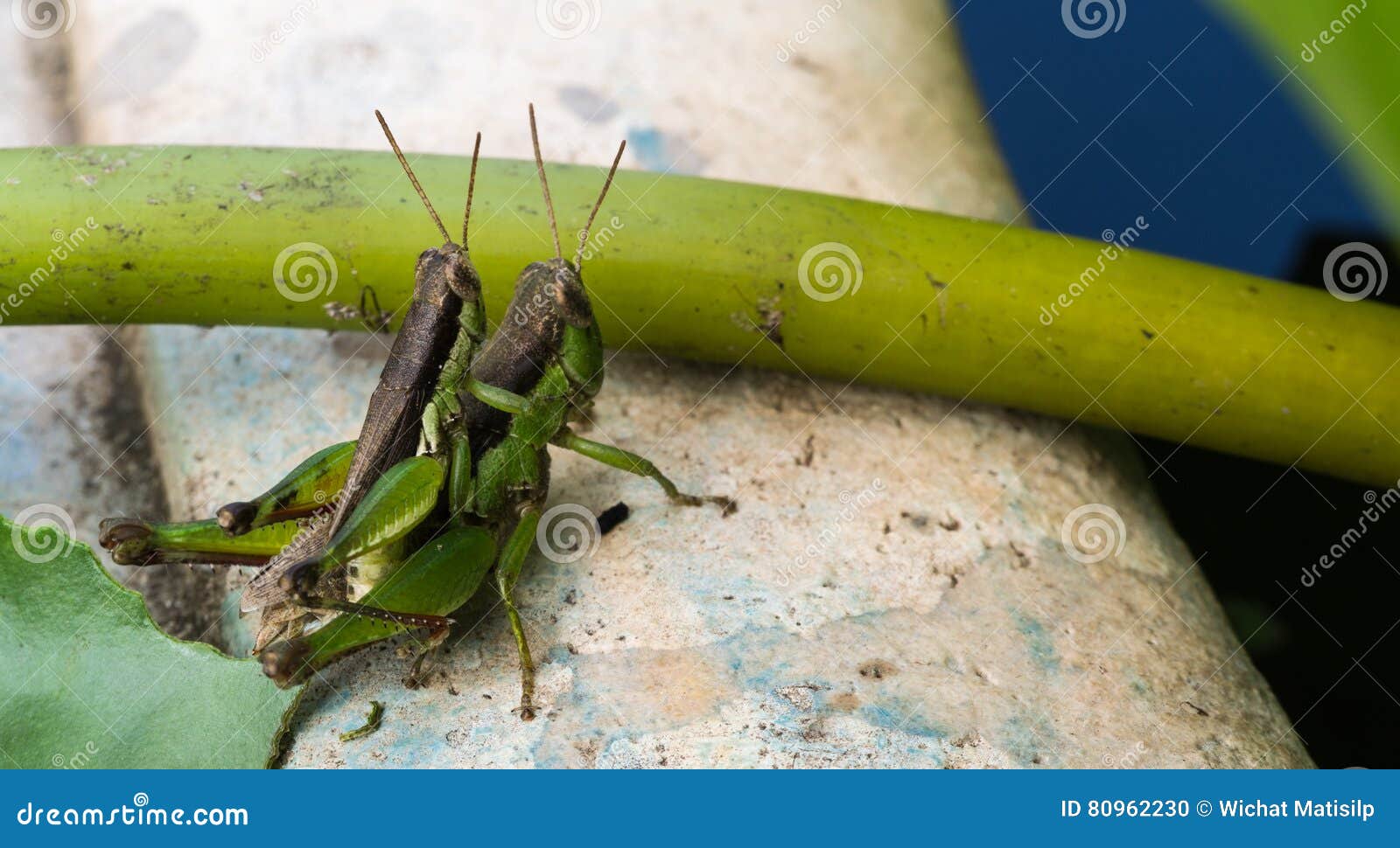 Locust Breeding stock photo. Image of antenna, details - 80962230