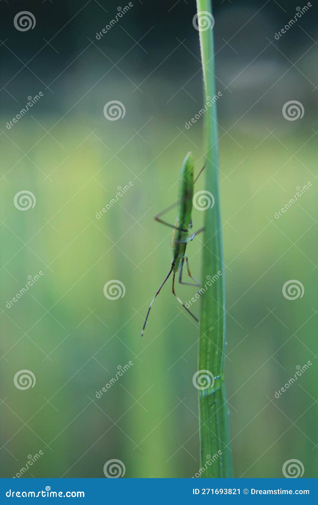 Locust Bug & X28;Leptocorisa Oratorius& X29; Perched on a Green Rice ...