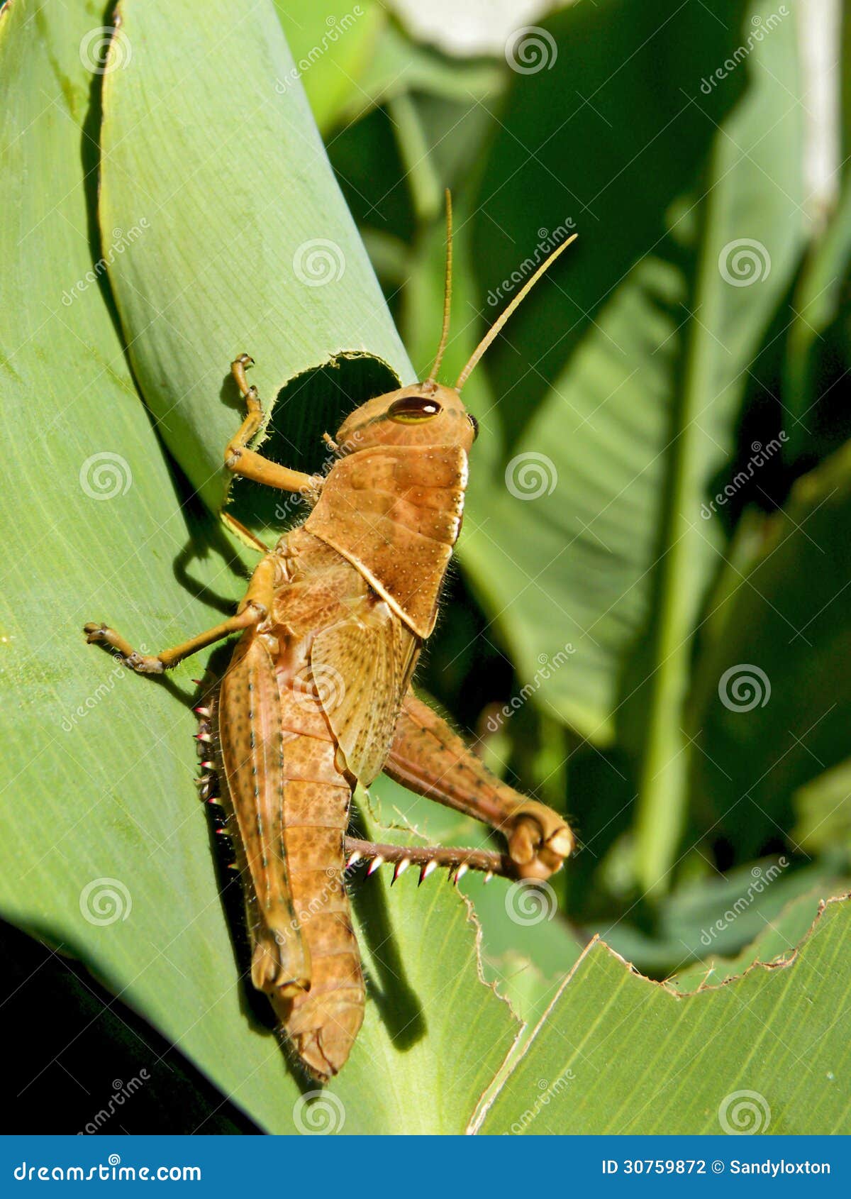 Locust on Canna leaf1 stock photo. Image of insects, leaf - 30759872