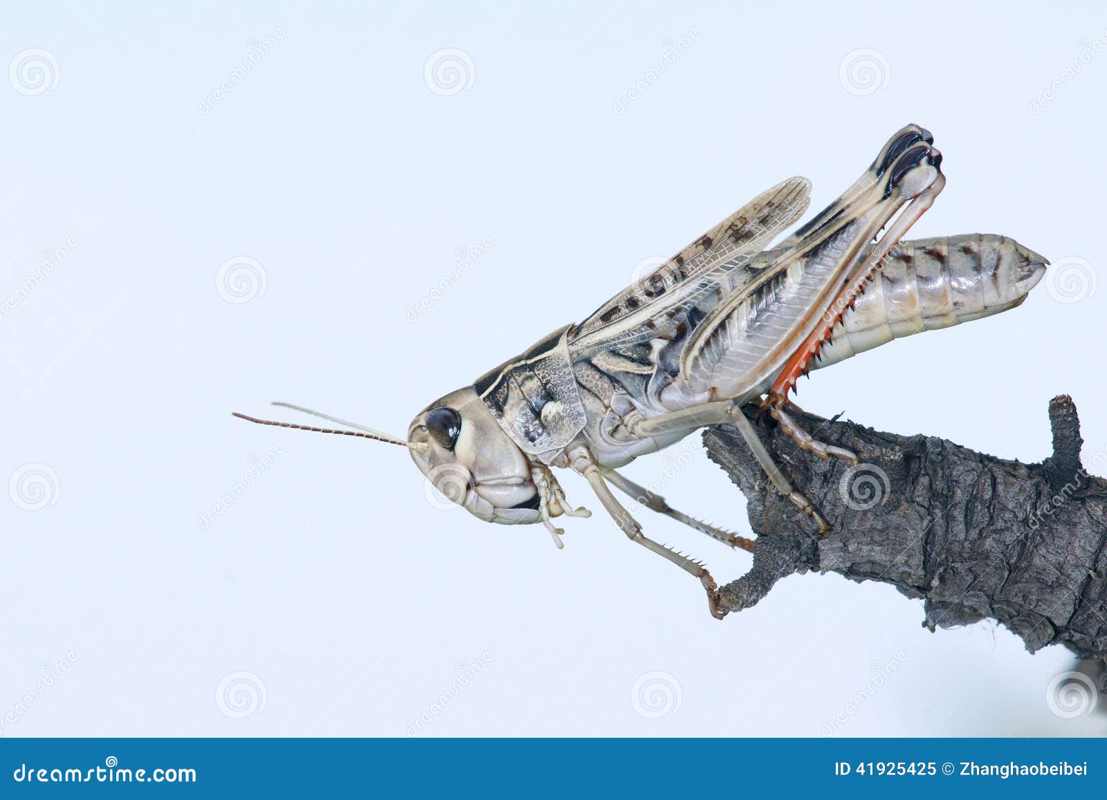 Locust stock image. Image of animal, life, insect, animals - 41925425
