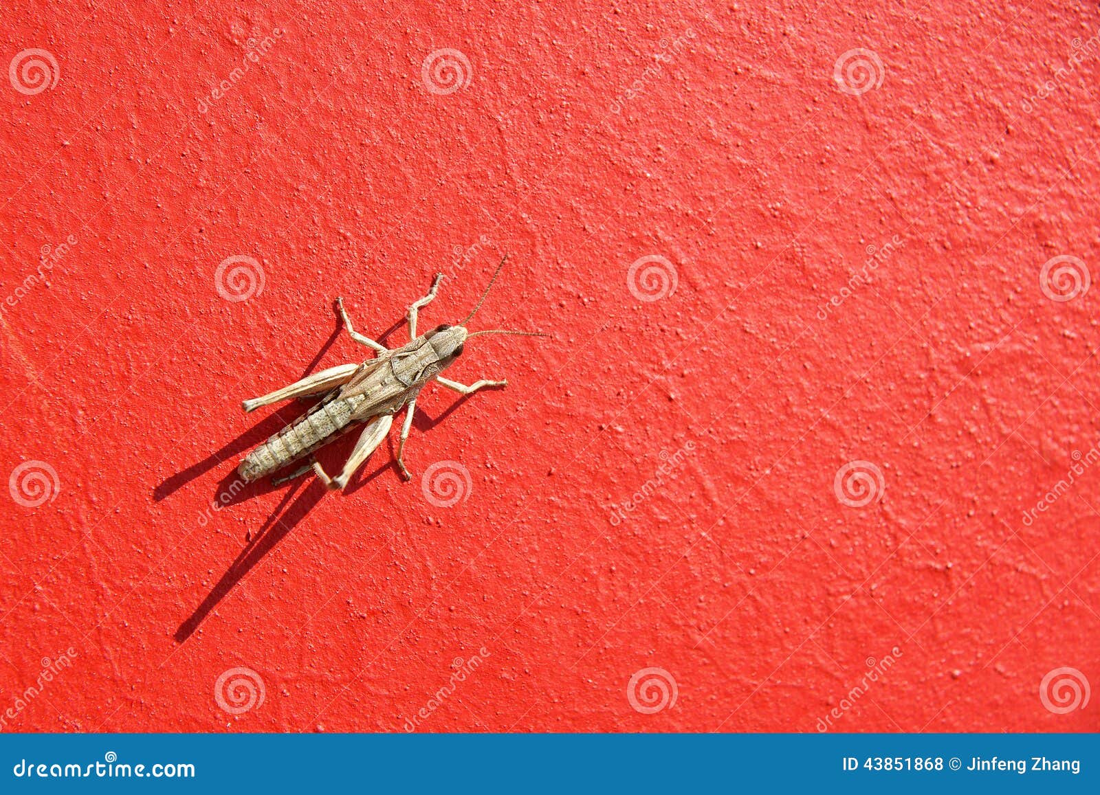 Locust stock photo. Image of closeup, grasshopper, locust - 43851868