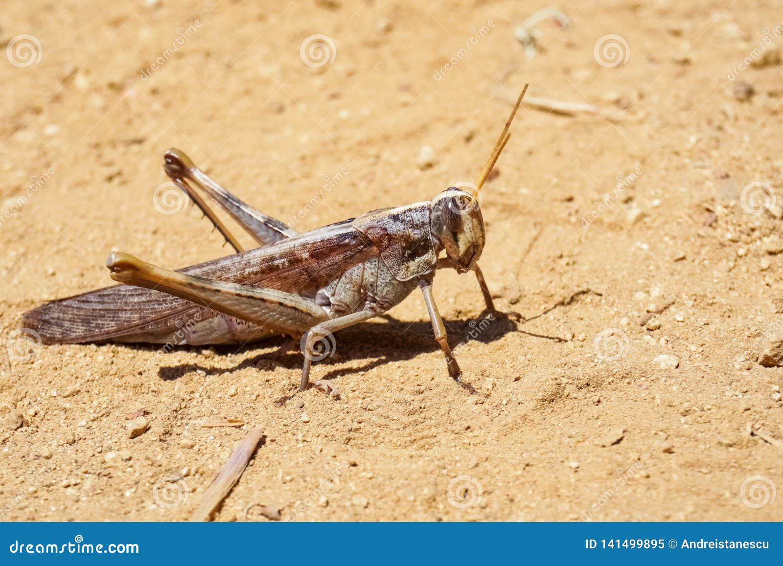 Locust Close Up, California Stock Image - Image of camouflage, close ...