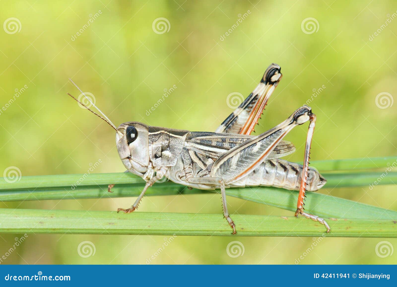 Locust stock image. Image of locust, leaf, closeup, life - 42411941