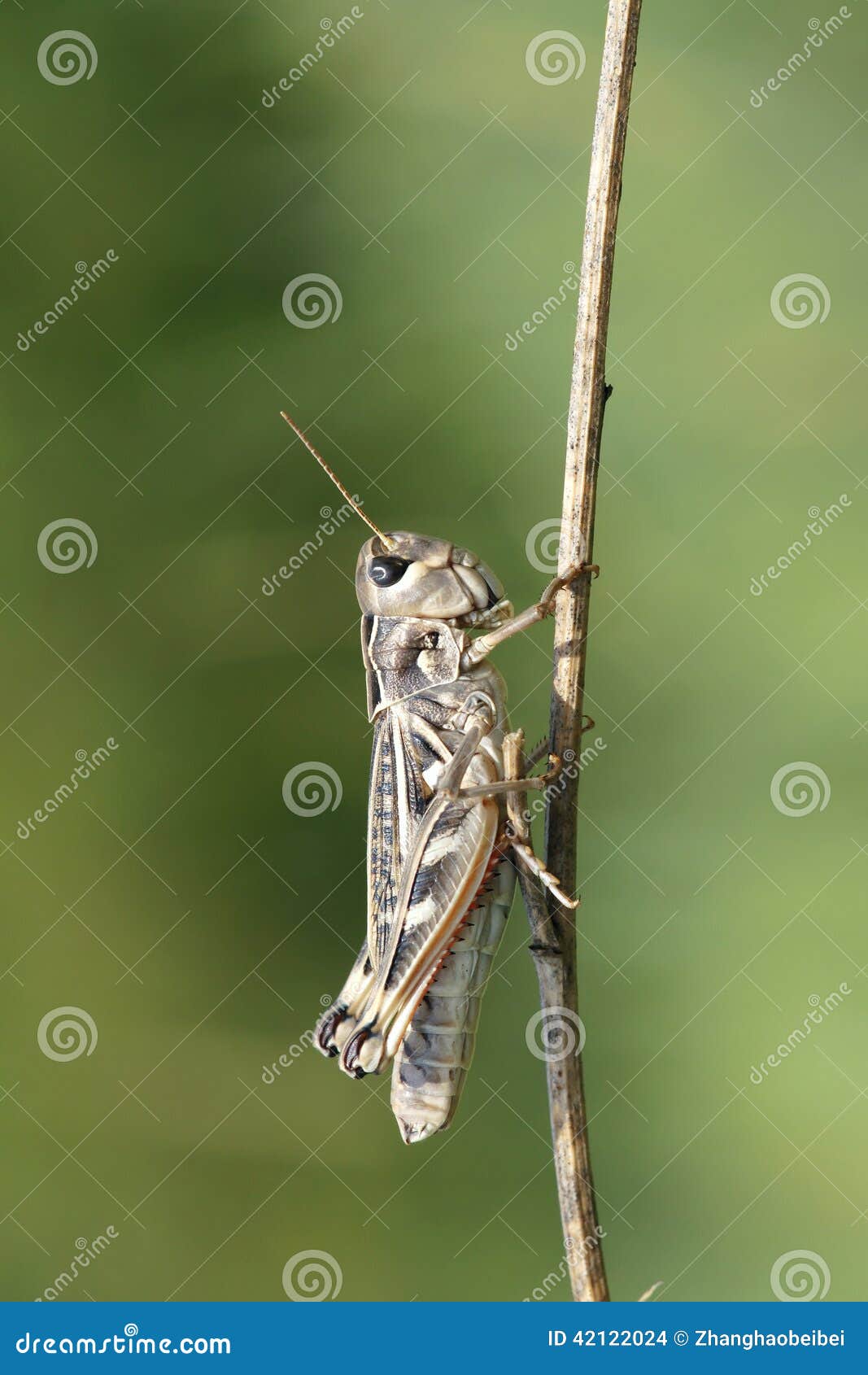 Locust stock photo. Image of macro, close, animals, locust - 42122024