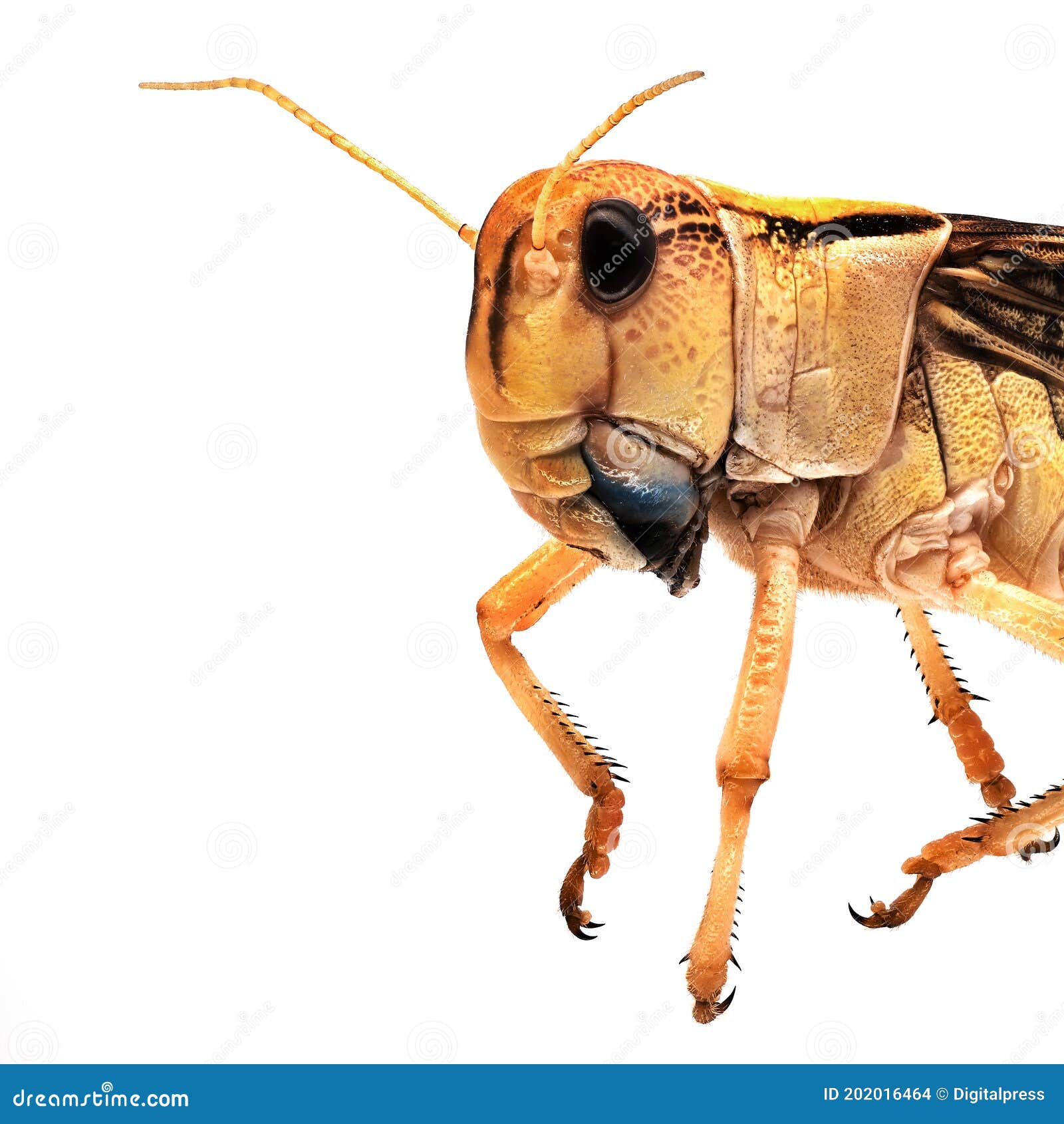 Locust Close Up stock photo. Image of insect, extreme - 202016464